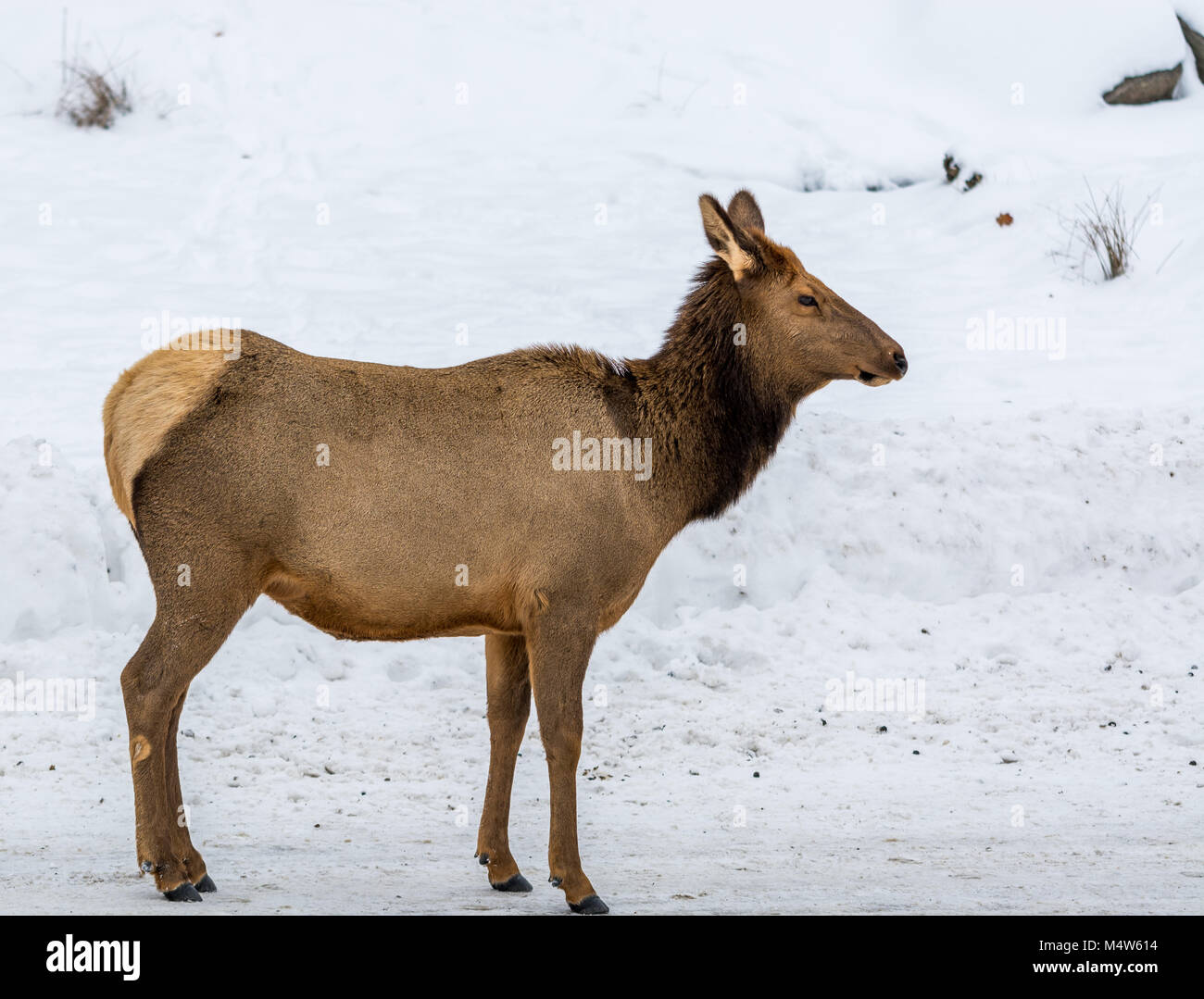 Focus On A Female Elk in the northern winter snow background Stock ...