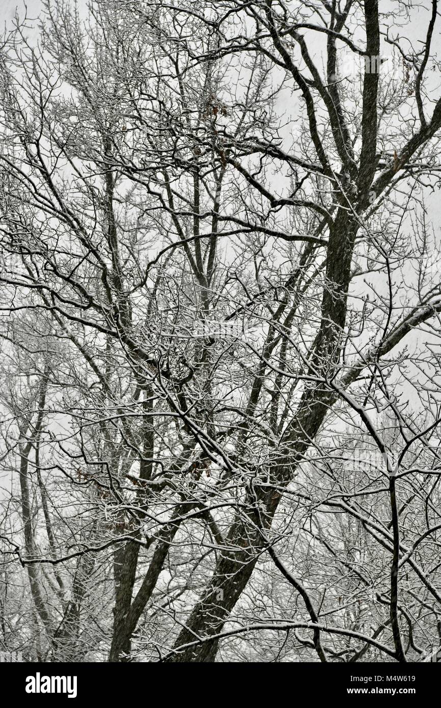 Falling trees storm hi-res stock photography and images - Alamy