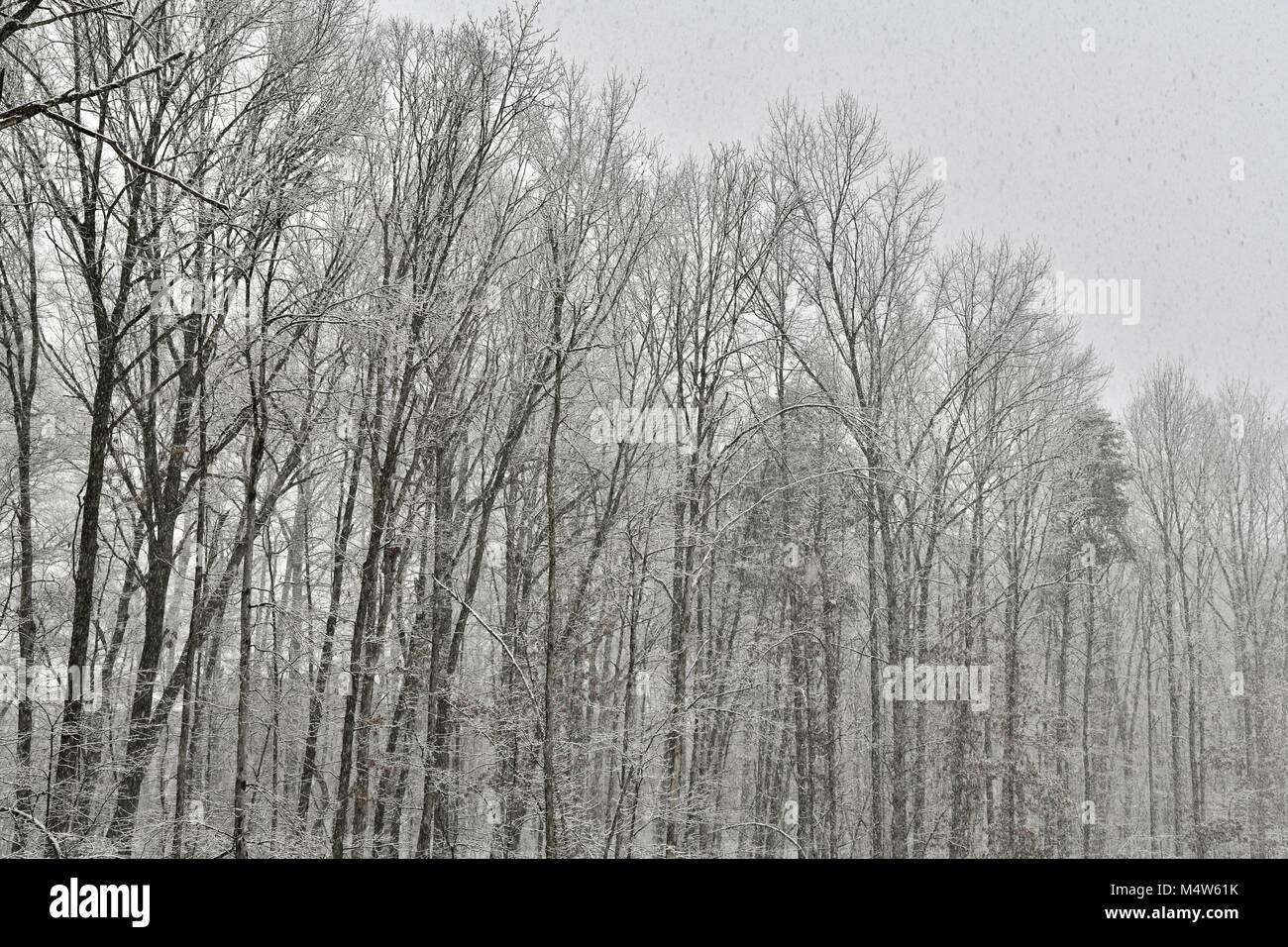 Trees during cold winter hi-res stock photography and images - Alamy