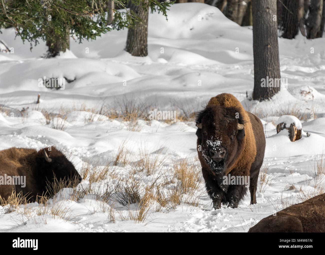 Snowy-Nose Buffalo Standing Straight Stock Photo - Alamy