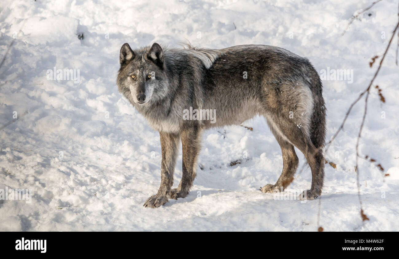 Wolf eyes dark hi-res stock photography and images - Alamy