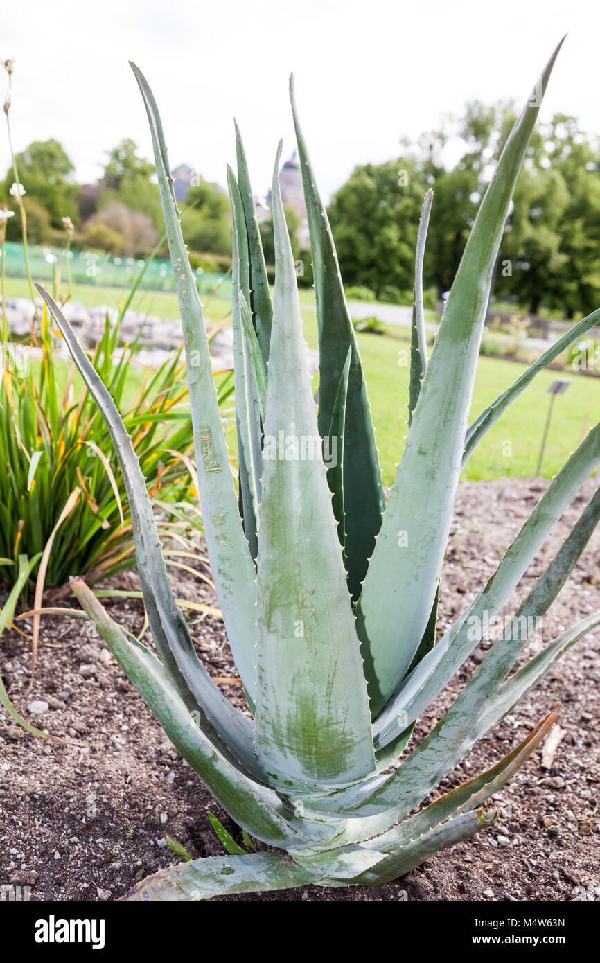 Wild aloe vera hi-res stock photography and images - Alamy