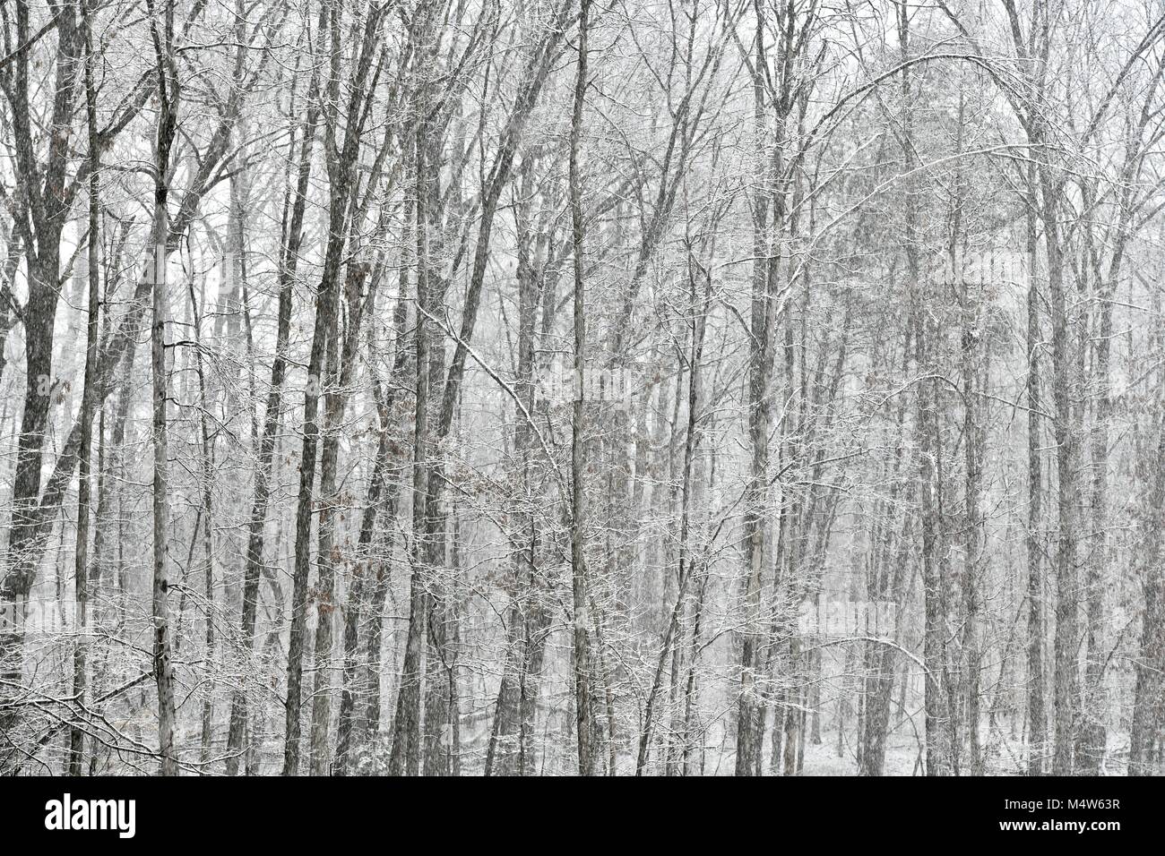 Falling trees storm hi-res stock photography and images - Alamy