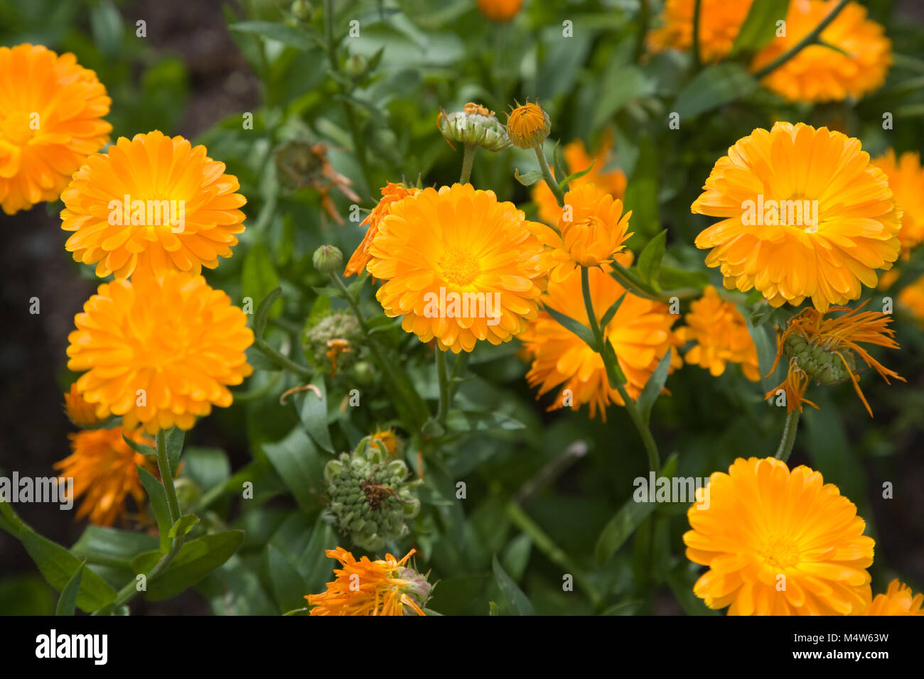 Pot Marigold, Ringblomma (Calendula officinalis Stock Photo - Alamy