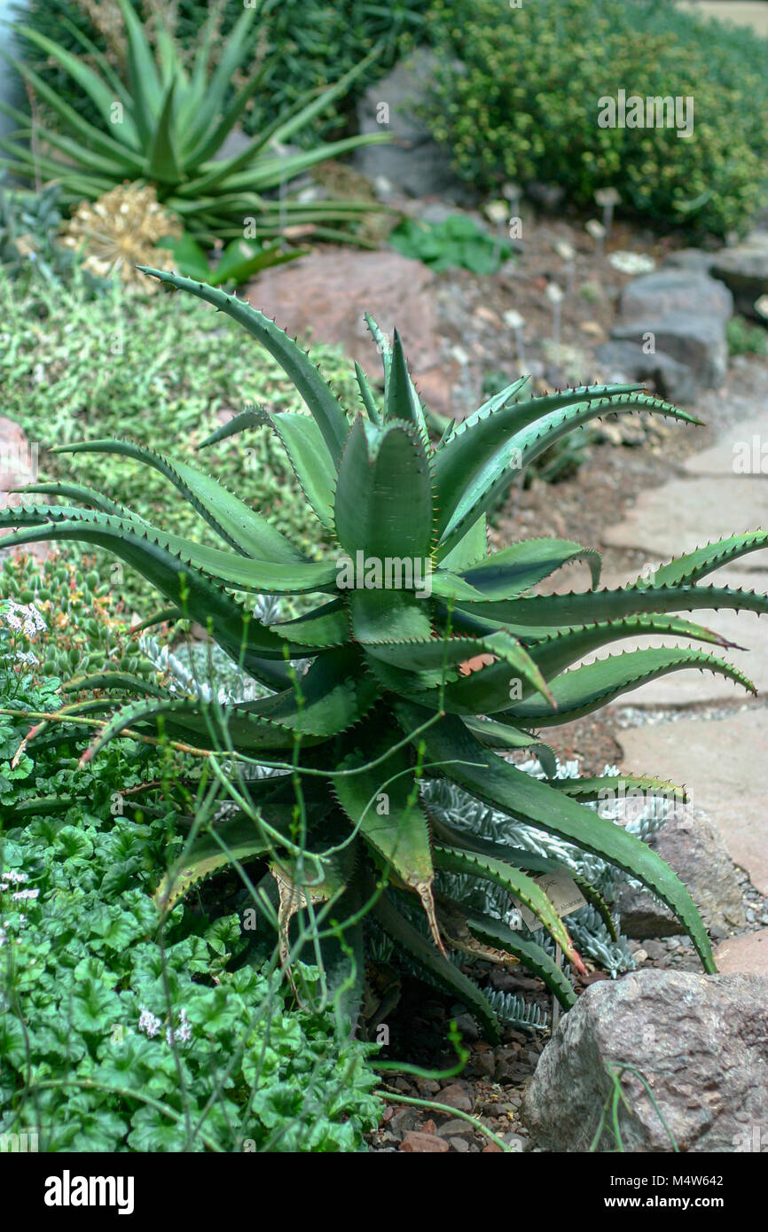 Wild aloe vera hi-res stock photography and images - Alamy