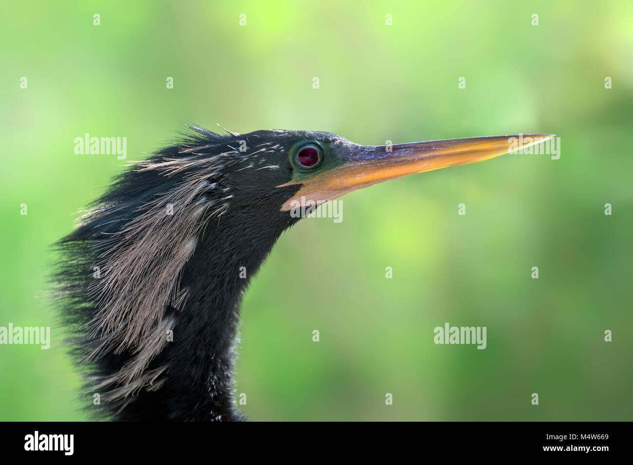 Anhinga (Anhinga anhinga), male, animal portrait, Everglades-National ...
