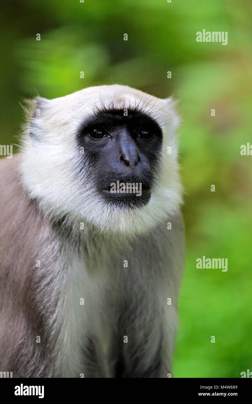 Northern plains gray langur (Semnopithecus entellus), adult, animal ...