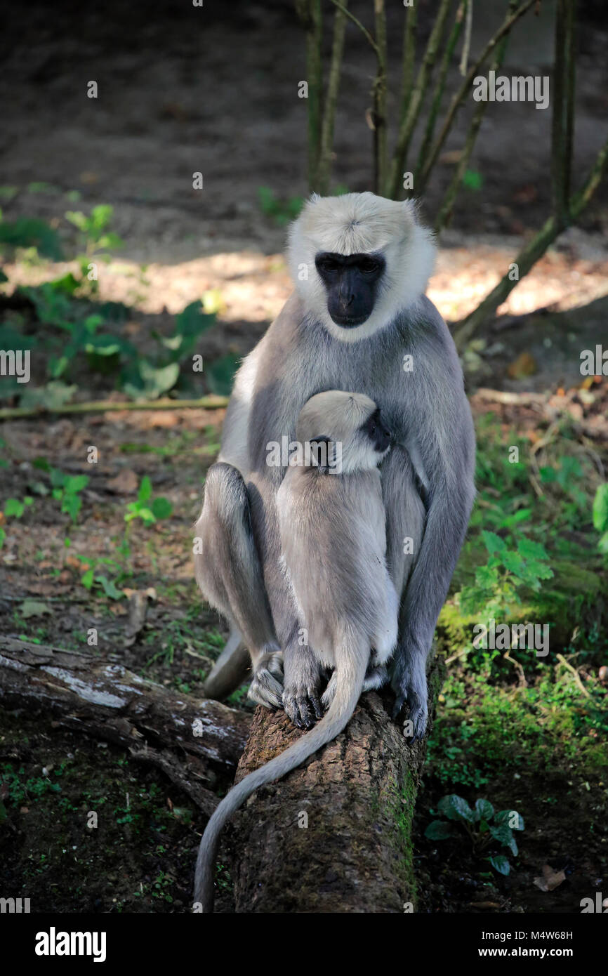 Northern plains gray langur (Semnopithecus entellus), dam with cub ...