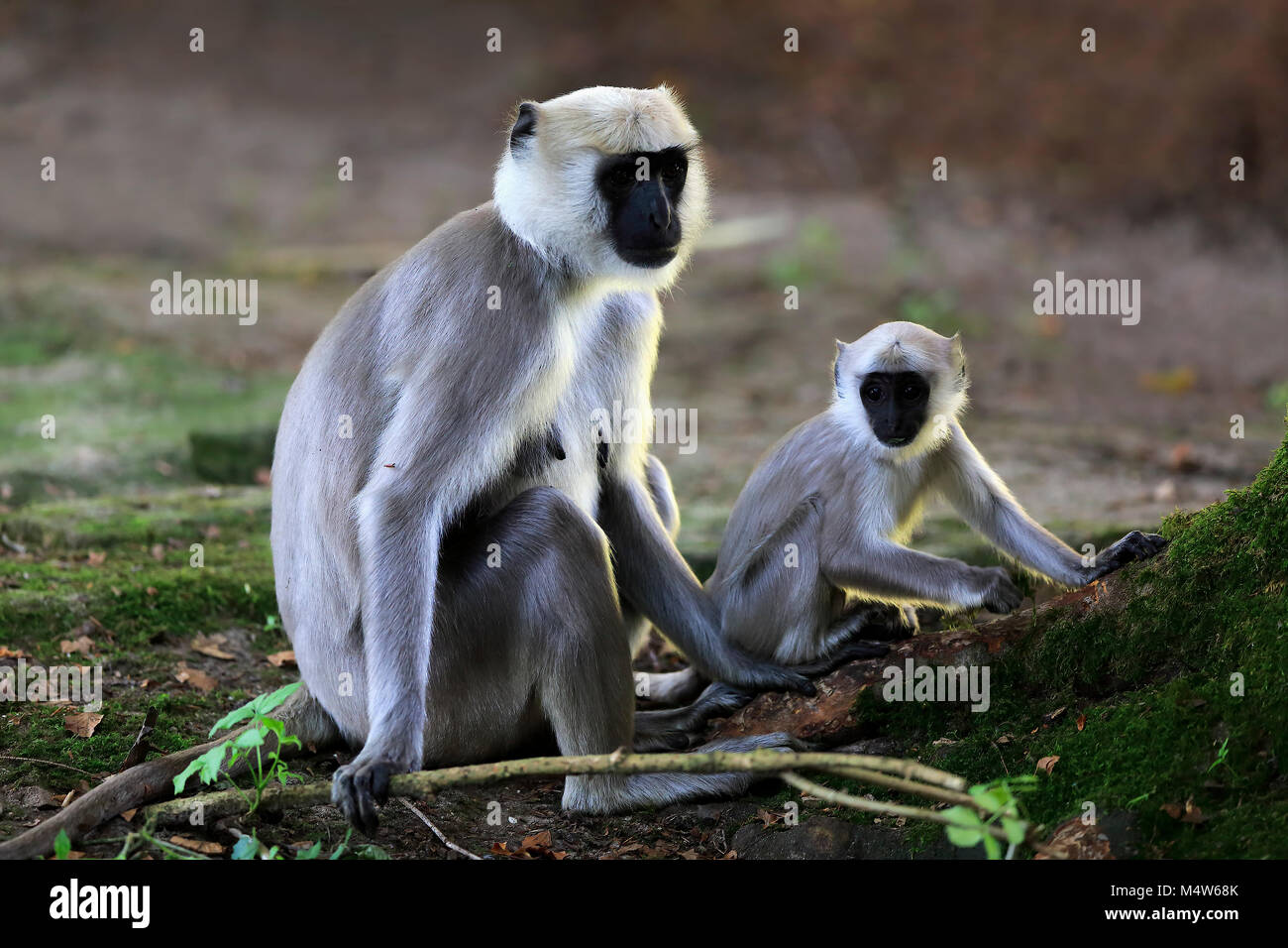 Northern plains gray langur (Semnopithecus entellus), dam with cub ...
