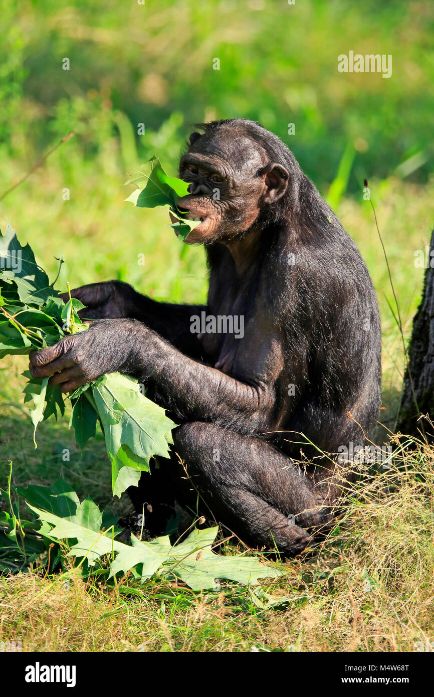 Bonobo (Pan Paniscus), adult, eats leaves, captive Stock Photo - Alamy