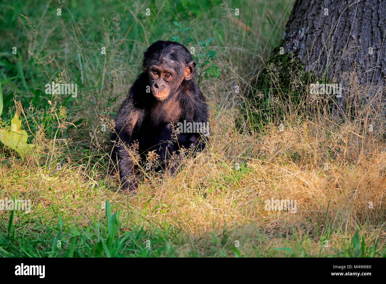 Animal pan hi-res stock photography and images - Alamy