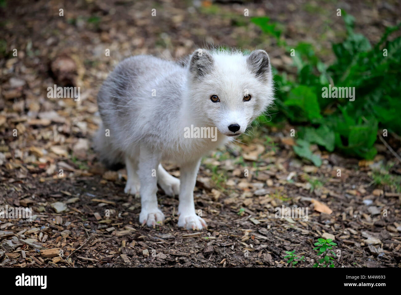 Arctic fox (Alopex lagopus), cub, vigilant, captive Stock Photo - Alamy