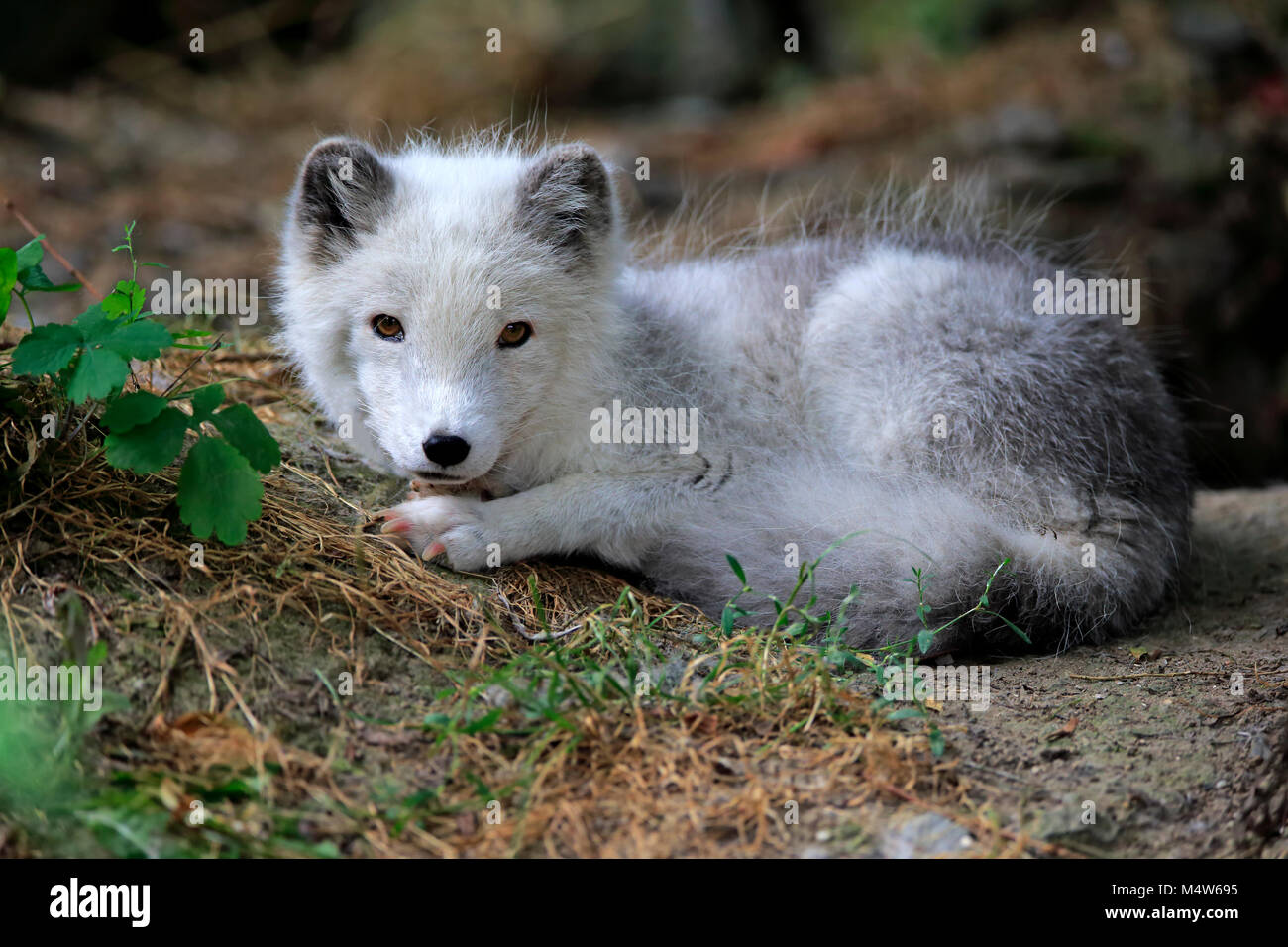 Arctic fox (Alopex lagopus), cub, resting, captive Stock Photo - Alamy