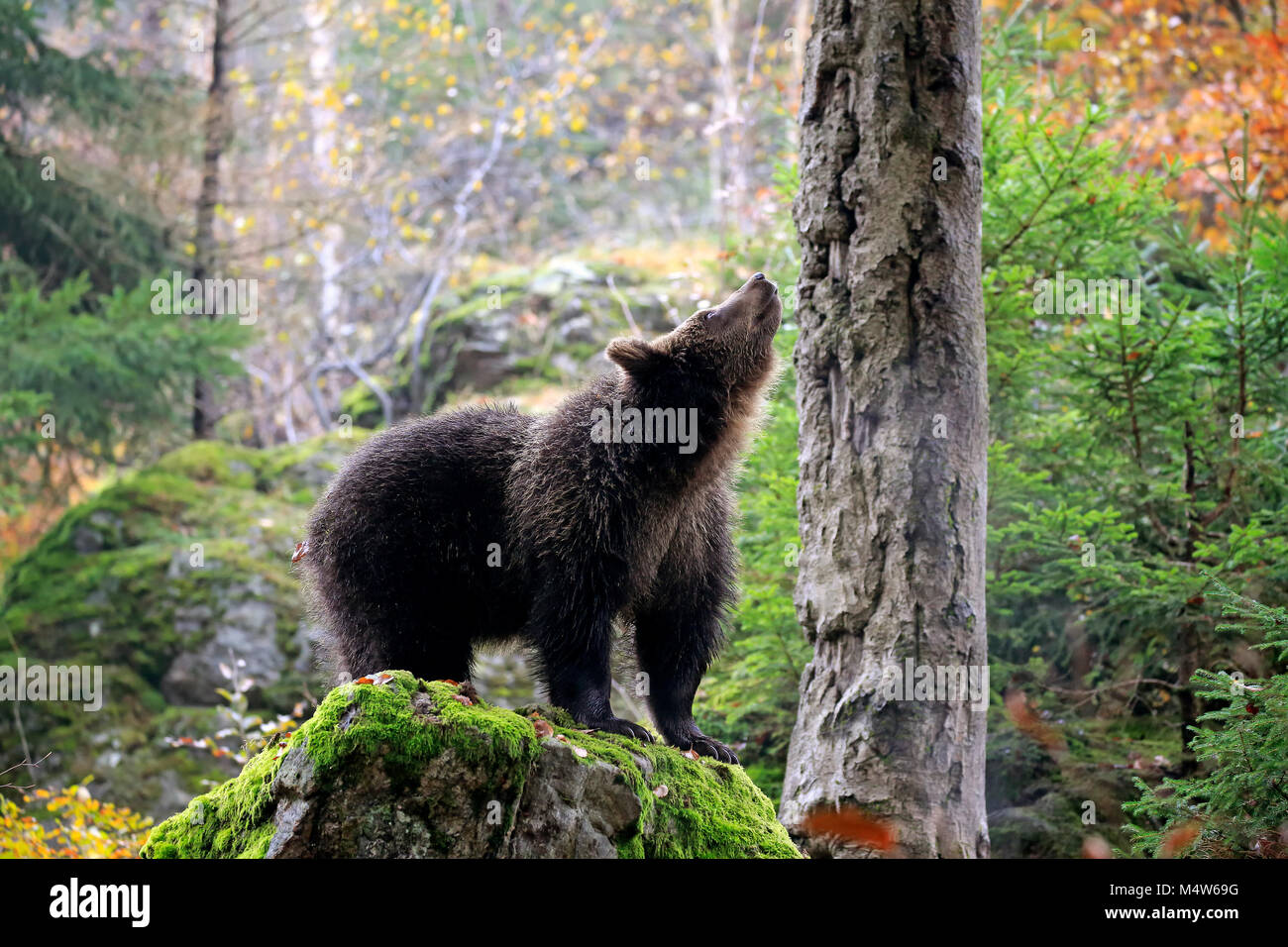 Bear scenting hi-res stock photography and images - Alamy