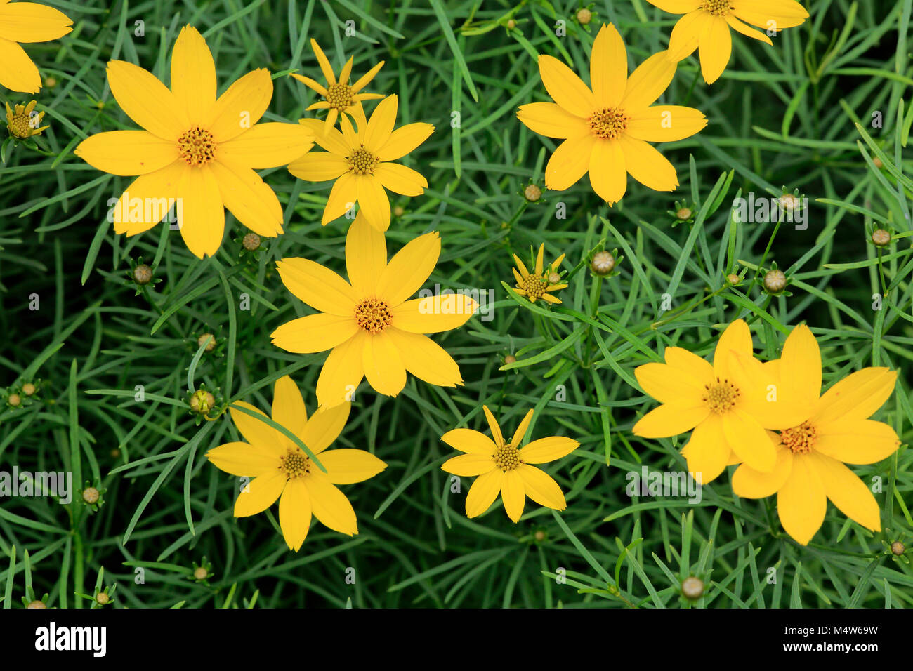 Whorled-leaved tickseed (Coreopsis verticillata), yellow blossoms ...
