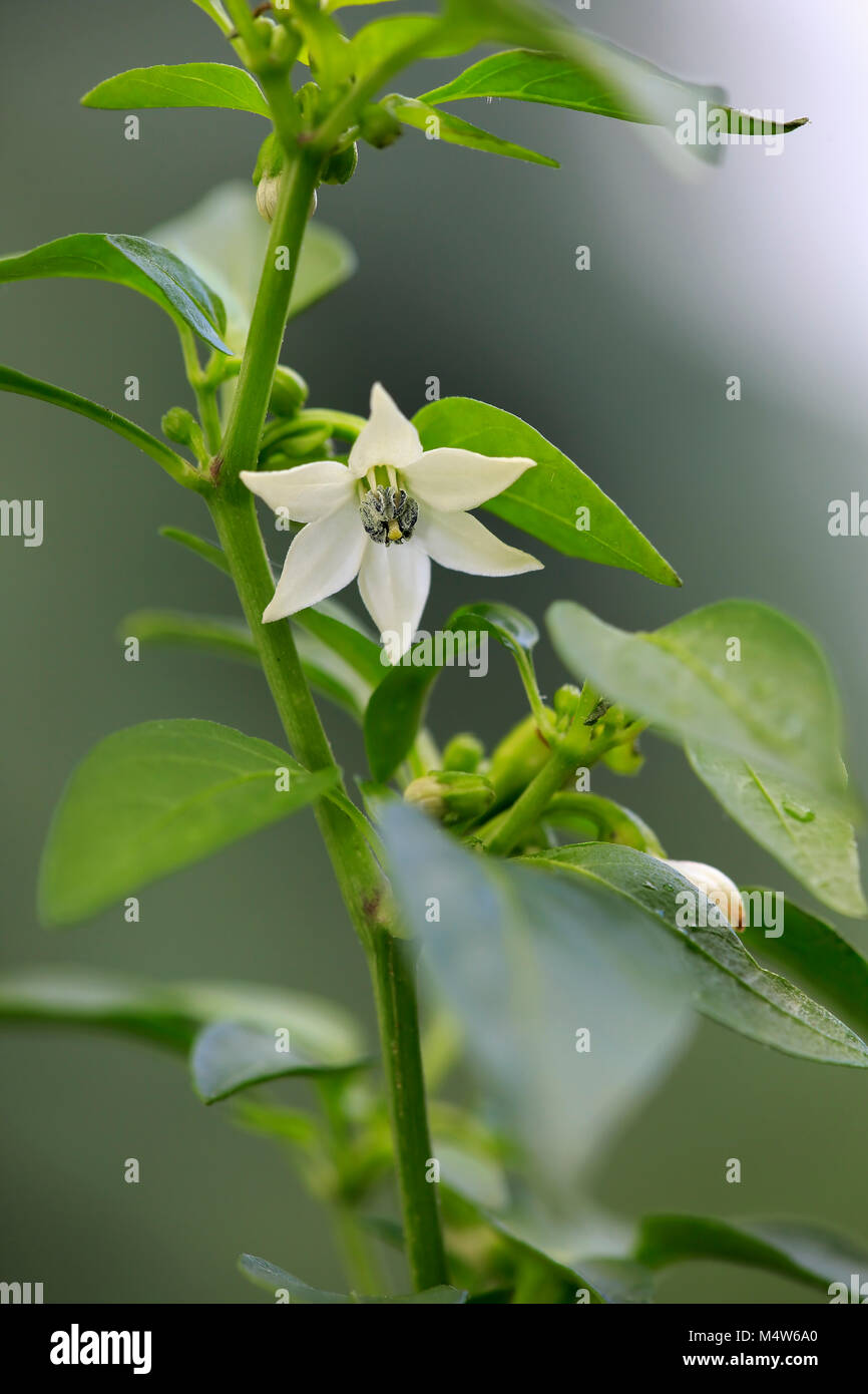 Capsicum annuum hi-res stock photography and images - Alamy