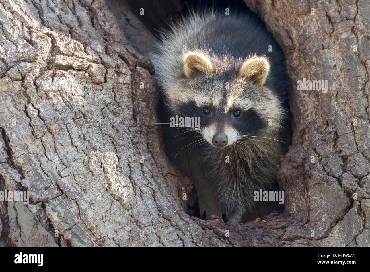 Raccoon (Procyon lotor), old animal, looks out of a tree hole, Hesse ...