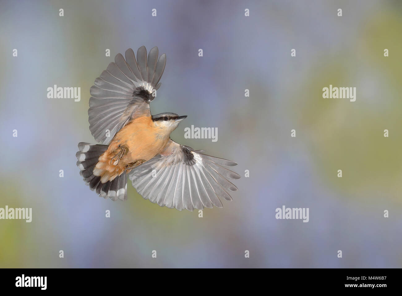 Nuthatch sitta europaea in flight hi-res stock photography and images ...