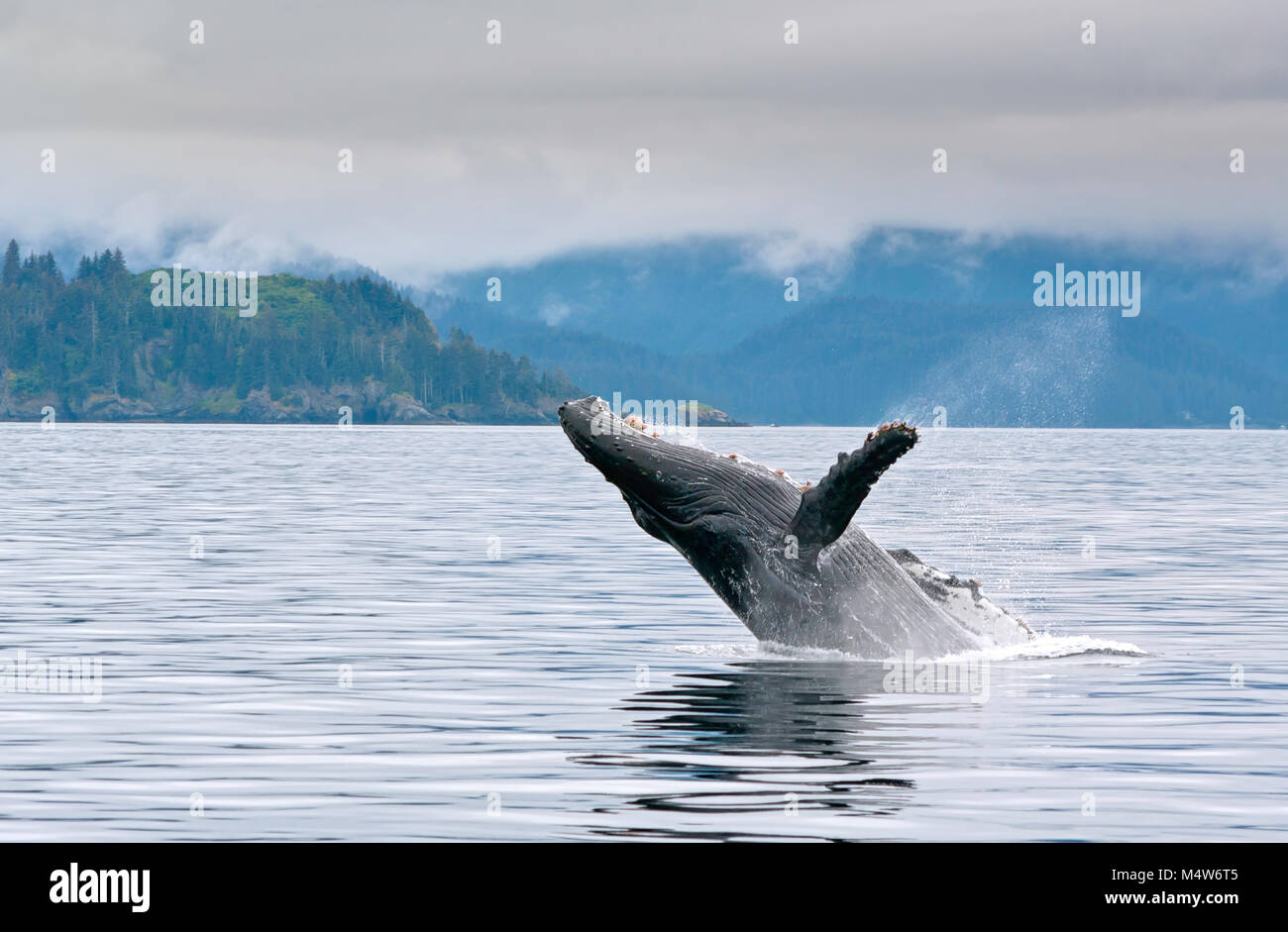 A whale breaching in the alaskan ocean with water splash Stock Photo ...