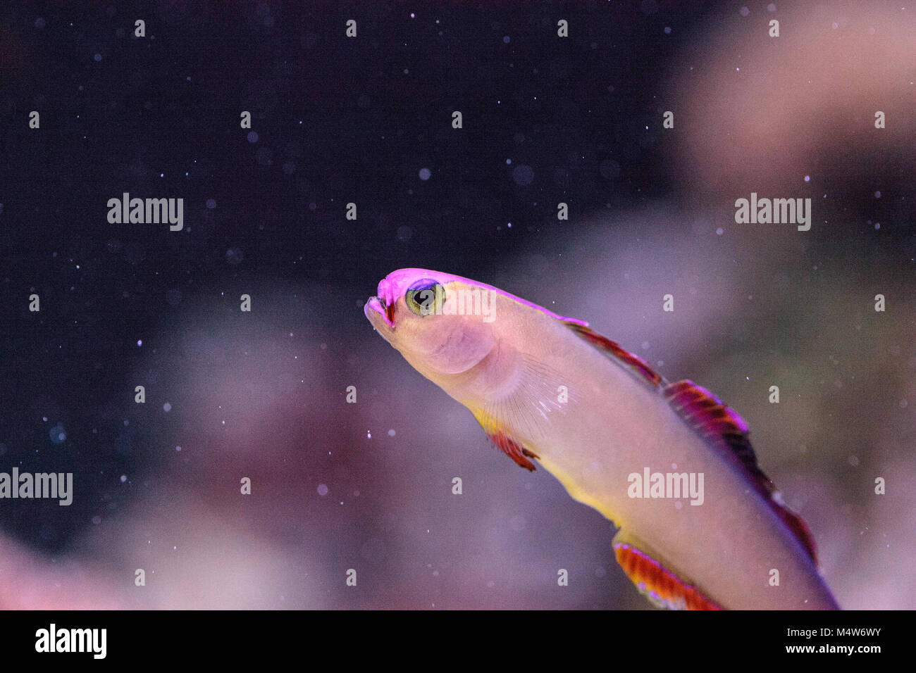 Firefish hi-res stock photography and images - Alamy