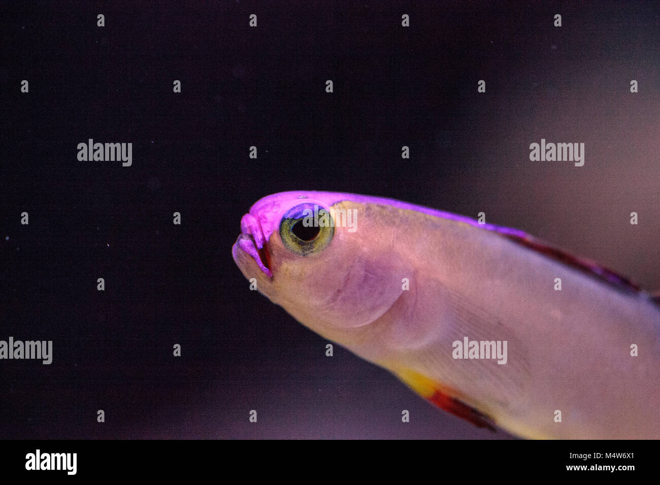 Purple cap firefish, Nemateleotris decora Stock Photo - Alamy