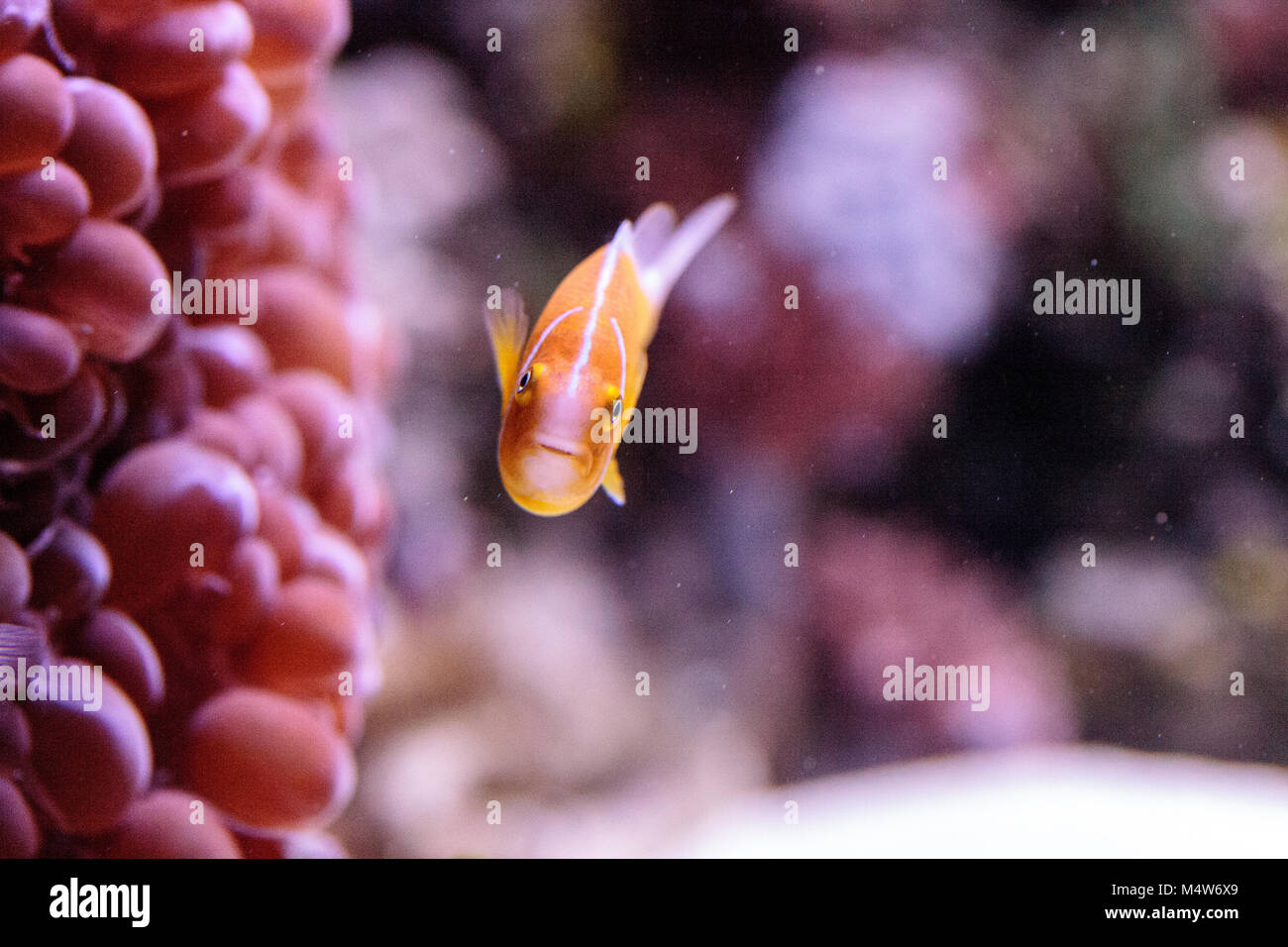 Orange skunk clownfish called Amphiprion perideraion Stock Photo - Alamy