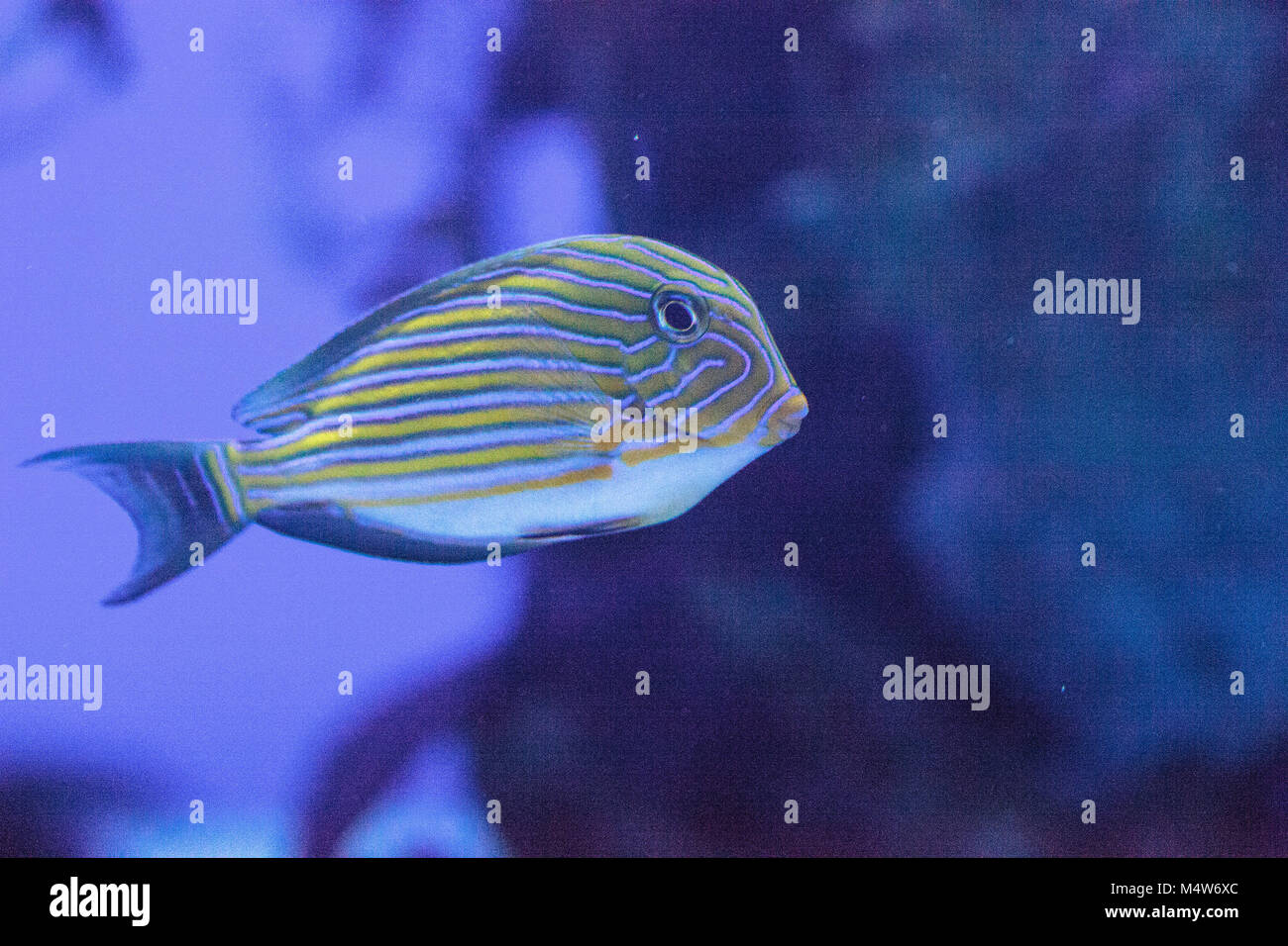 Clown surgeonfish acanthurus lineatus hi-res stock photography and ...