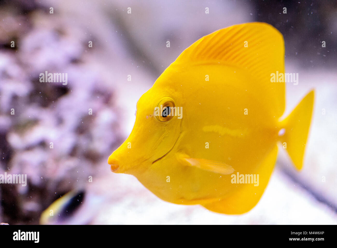 Yellow tang fish hi-res stock photography and images - Alamy