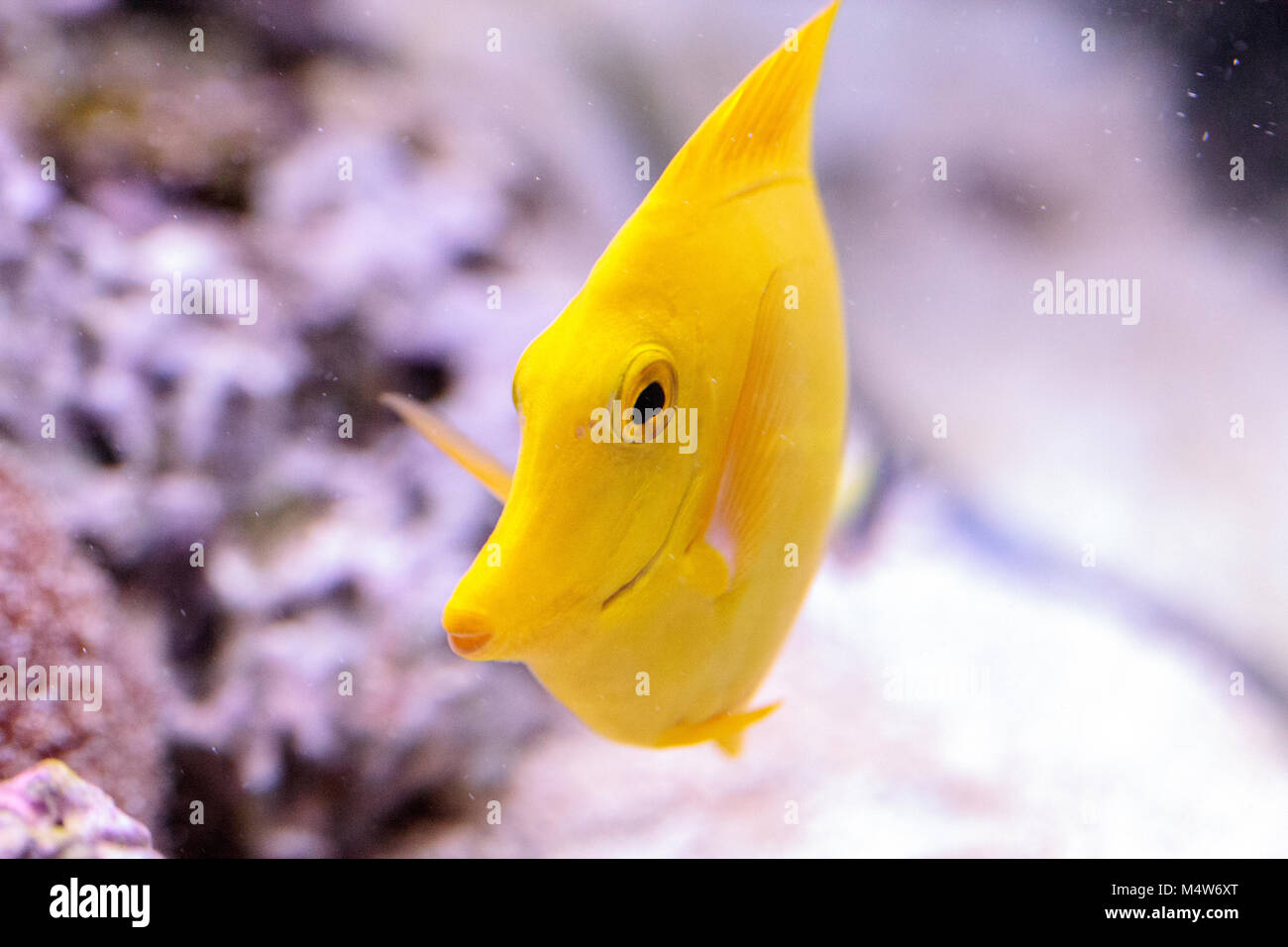 Yellow tang fish hi-res stock photography and images - Alamy
