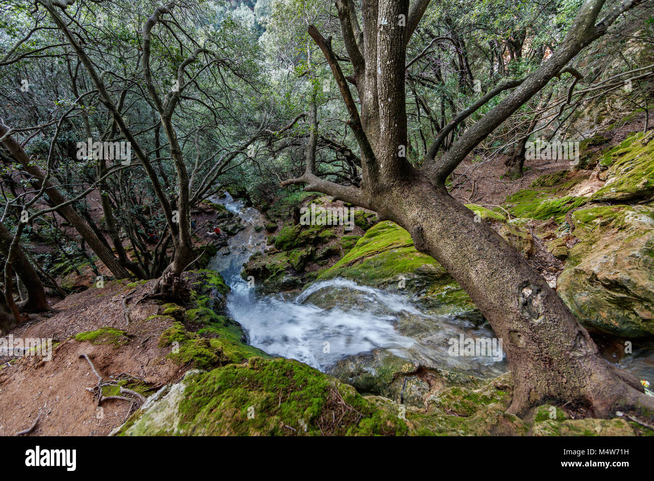 Natural area of "Salt des Freus", Orient,Mallorca Stock Photo - Alamy