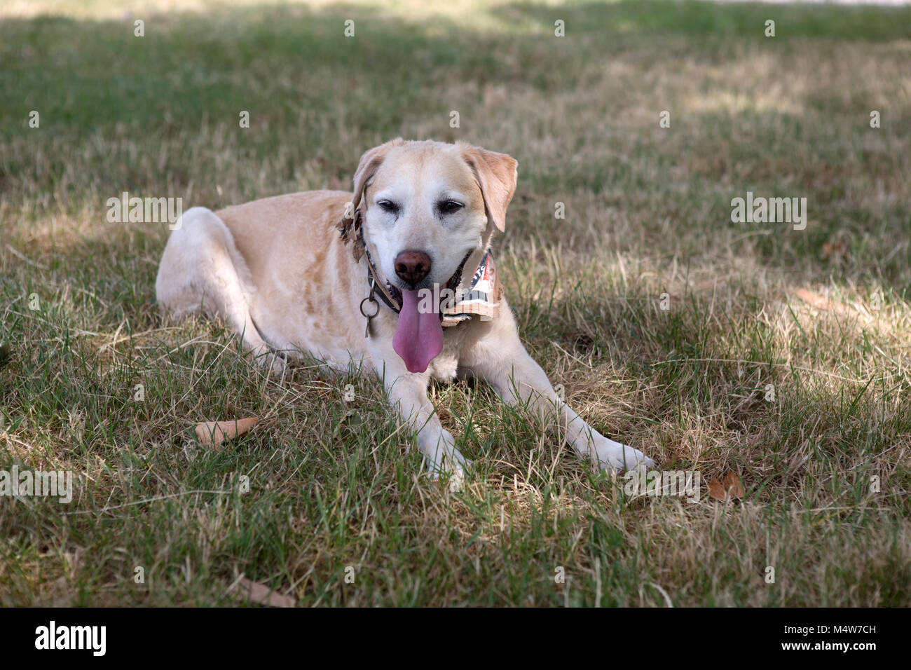 Blond labrador hi-res stock photography and images - Alamy