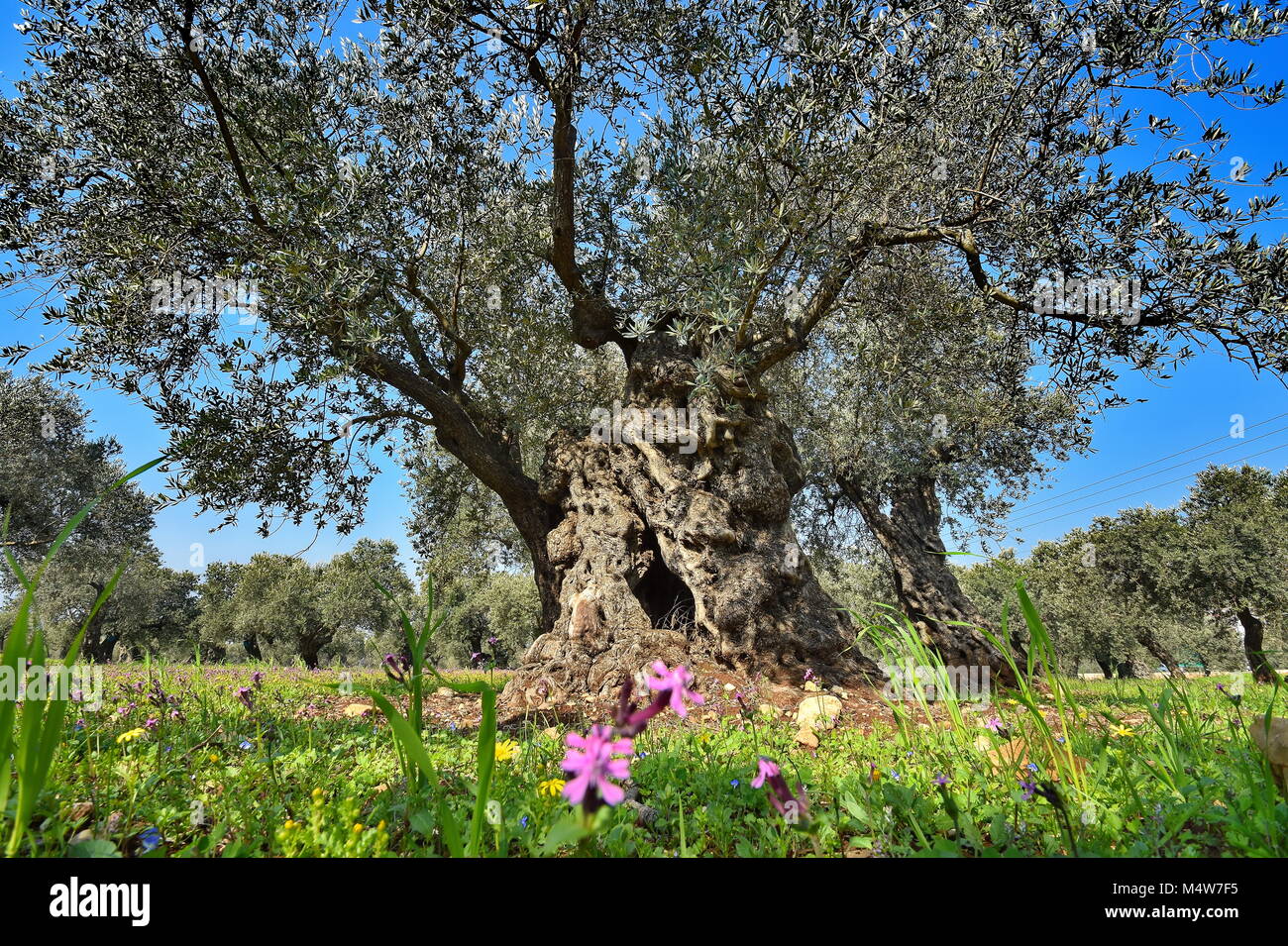 Old ancient olive tree in the galilee israel in spring hi-res stock ...