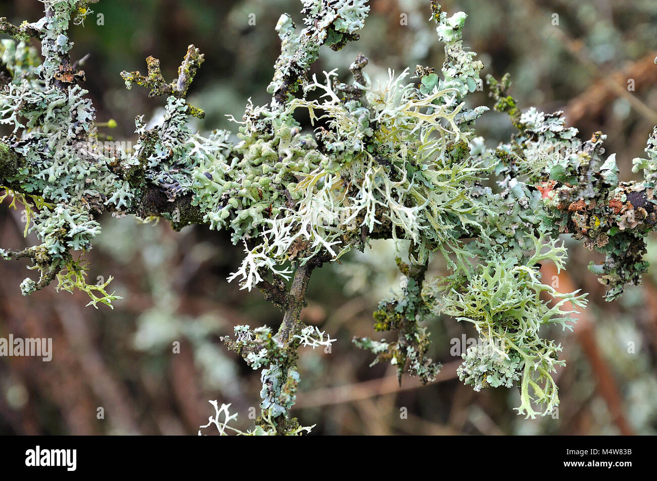 Lichens on a tree branch, New Forest National park, Hampshire, England ...