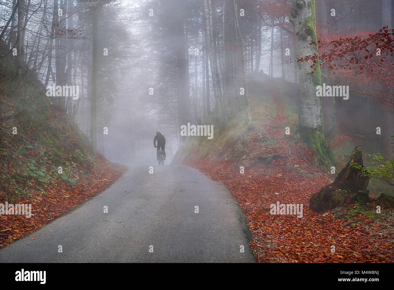 Autumn forest shrouded by cold fog Stock Photo - Alamy