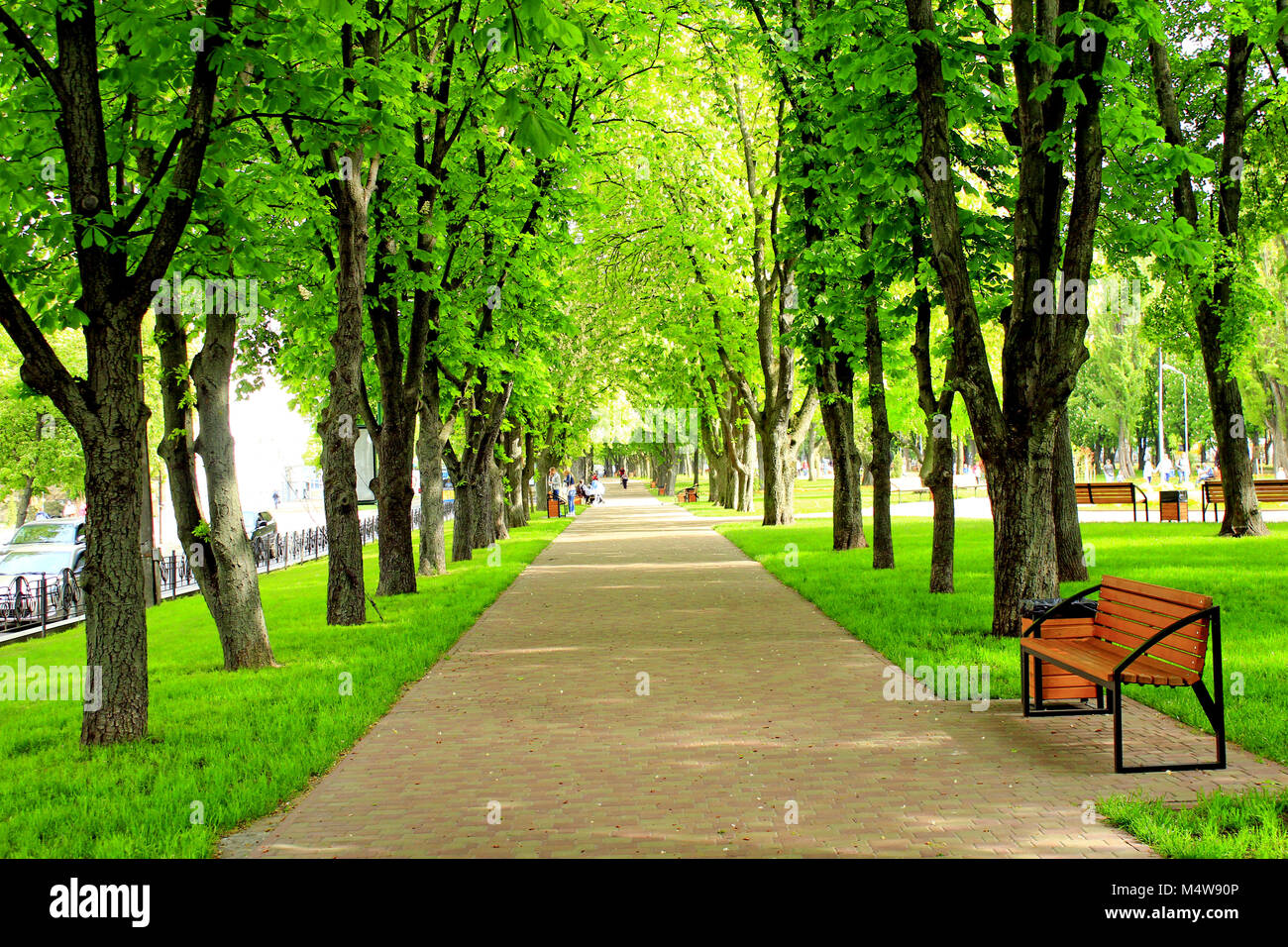 city park with promenade path benches and big green trees Stock Photo ...