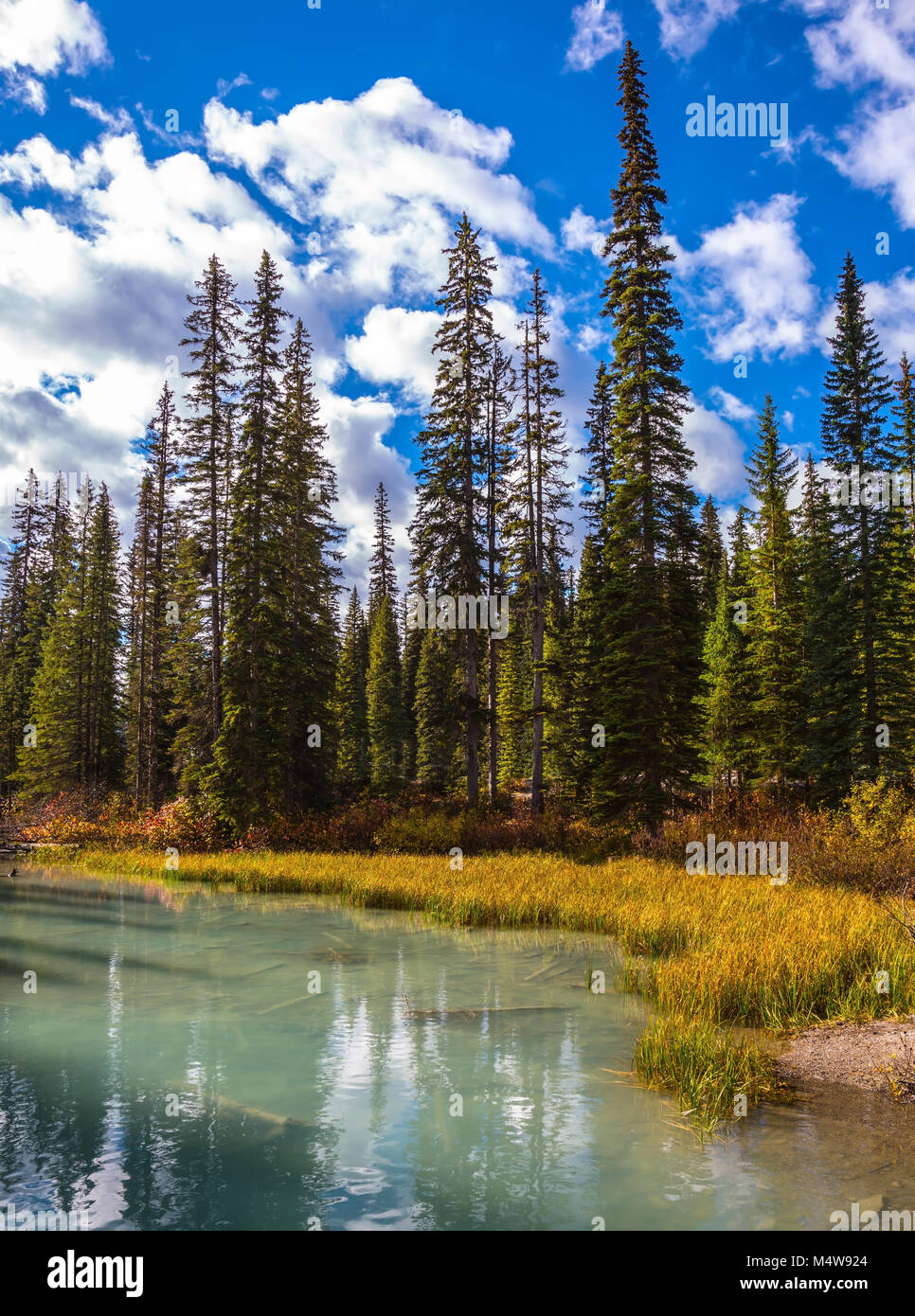 Reflection coniferous forest water hi-res stock photography and images ...