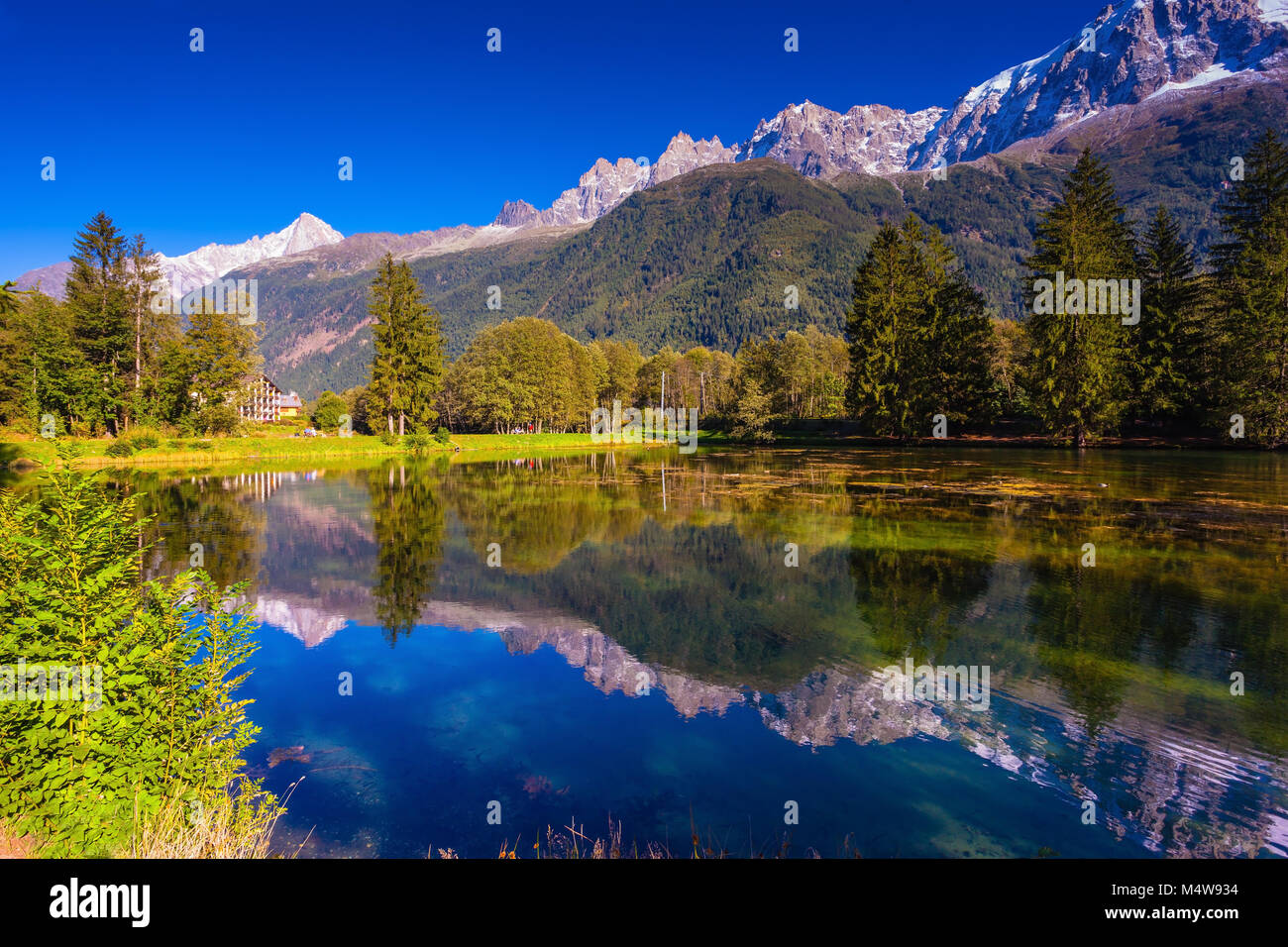 The snow-covered Alps and evergreen fir-trees Stock Photo - Alamy