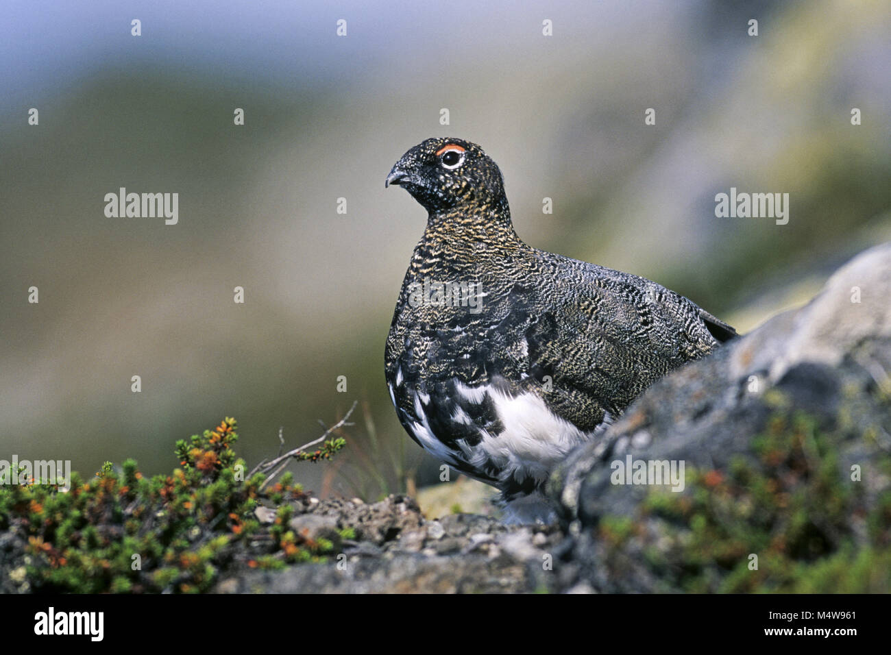 Rock Ptarmigan / Ptarmigan / Lagopus muta Stock Photo - Alamy