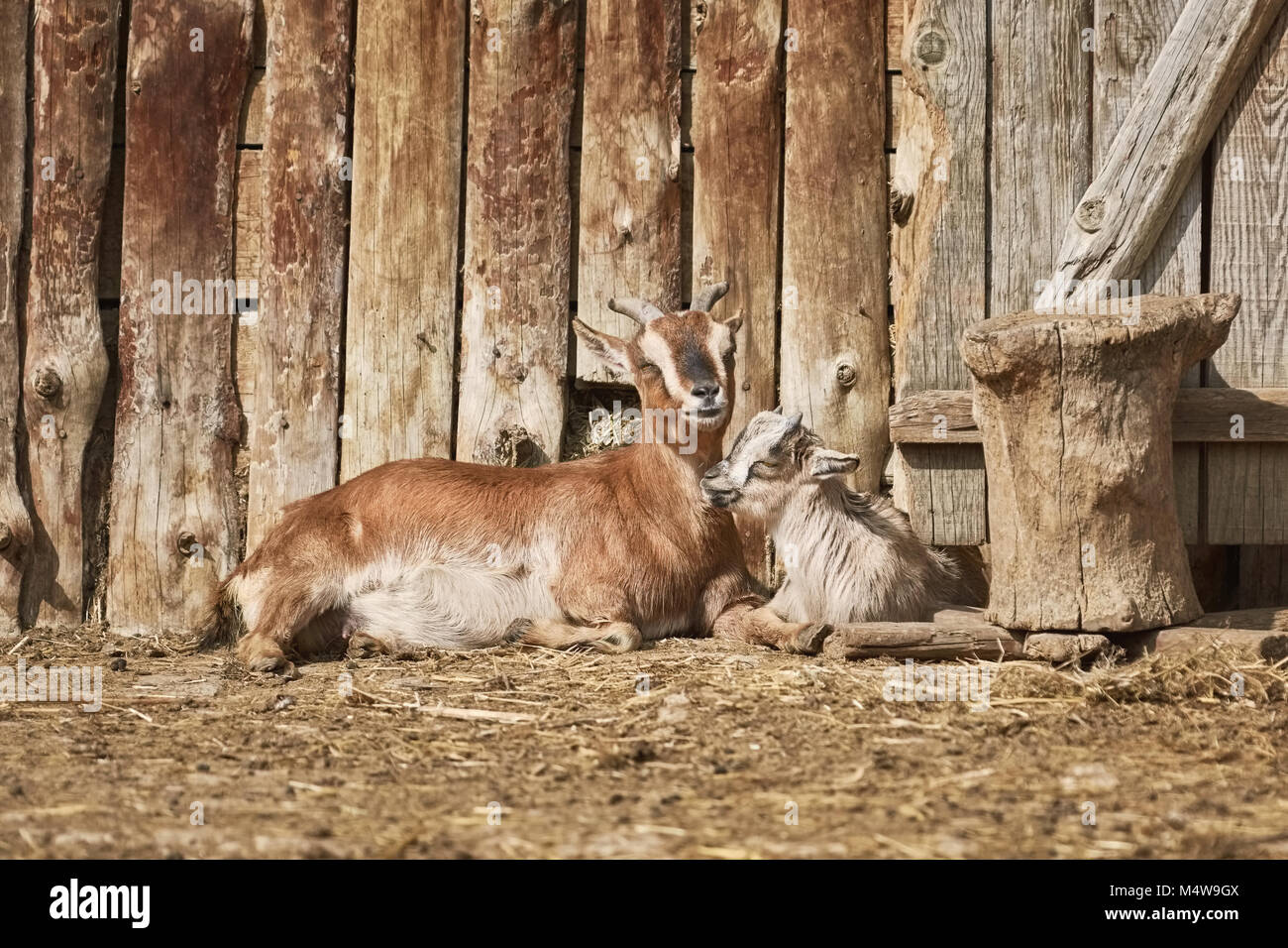 She goat hi-res stock photography and images - Alamy