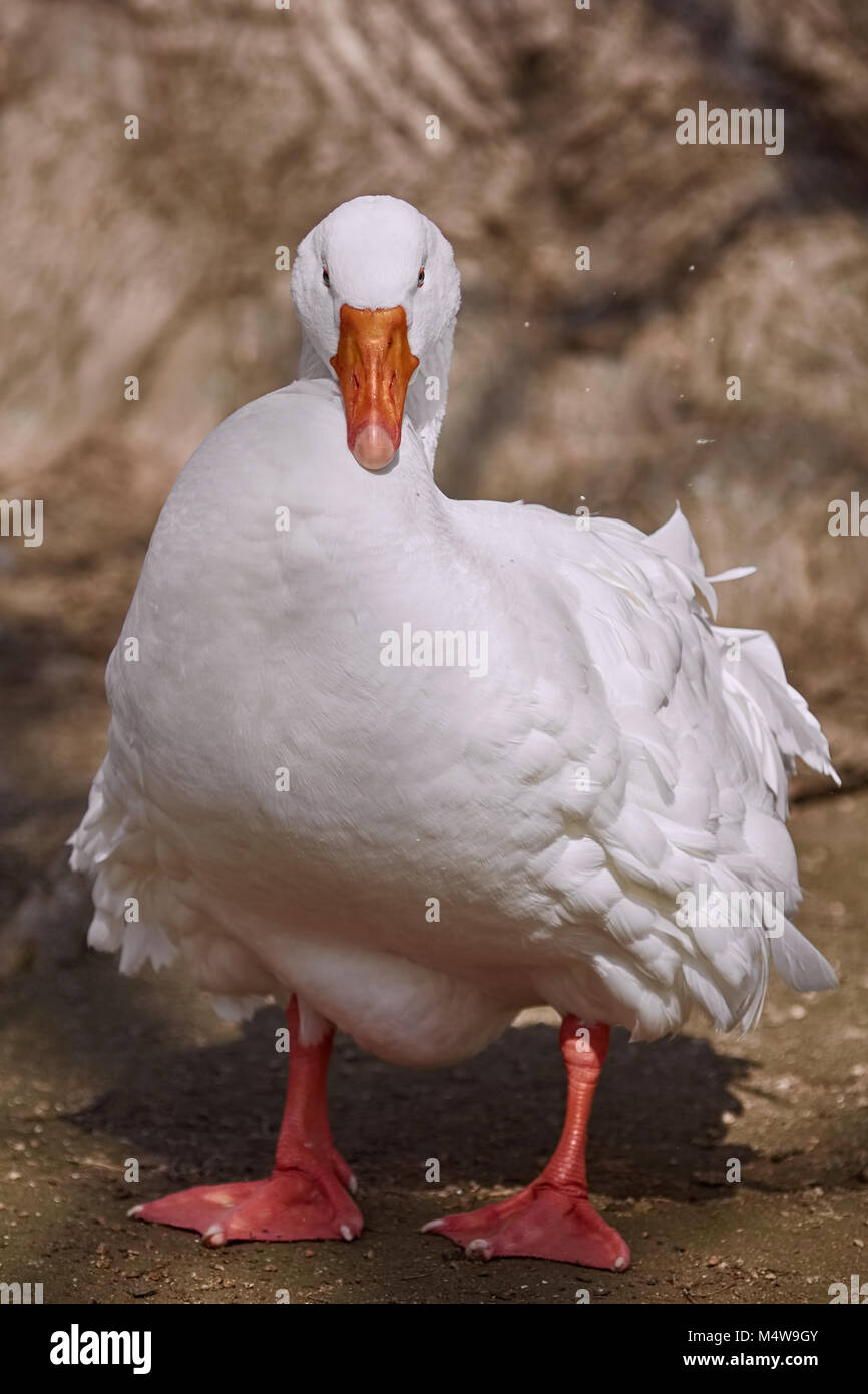 Portrait of Goose Stock Photo - Alamy