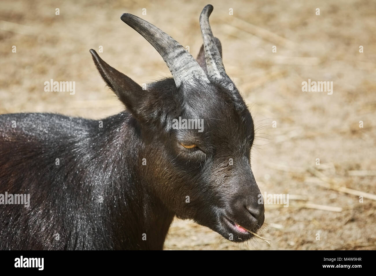 She goat hi-res stock photography and images - Alamy