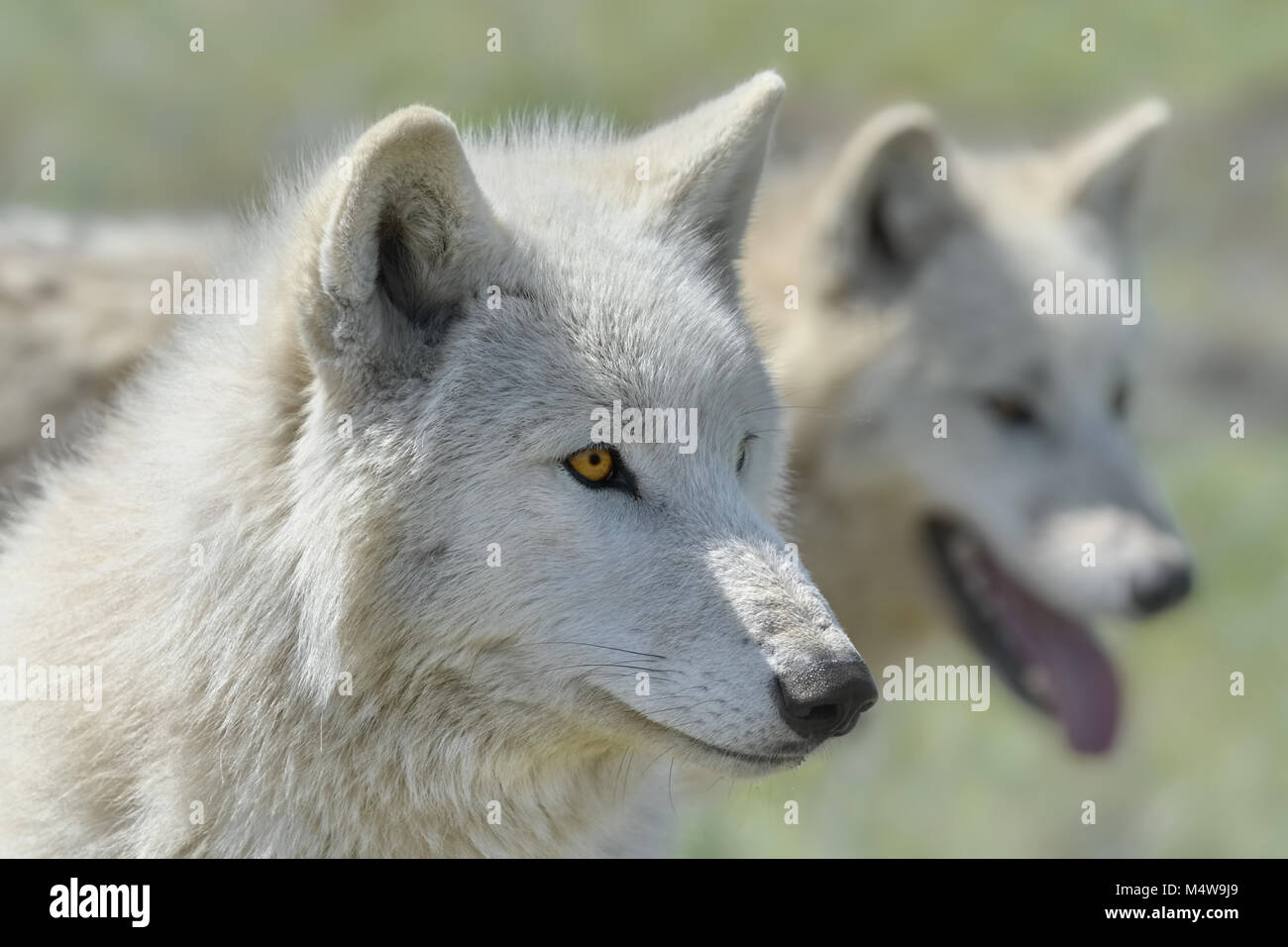 Tundra Wolf High Resolution Stock Photography and Images - Alamy