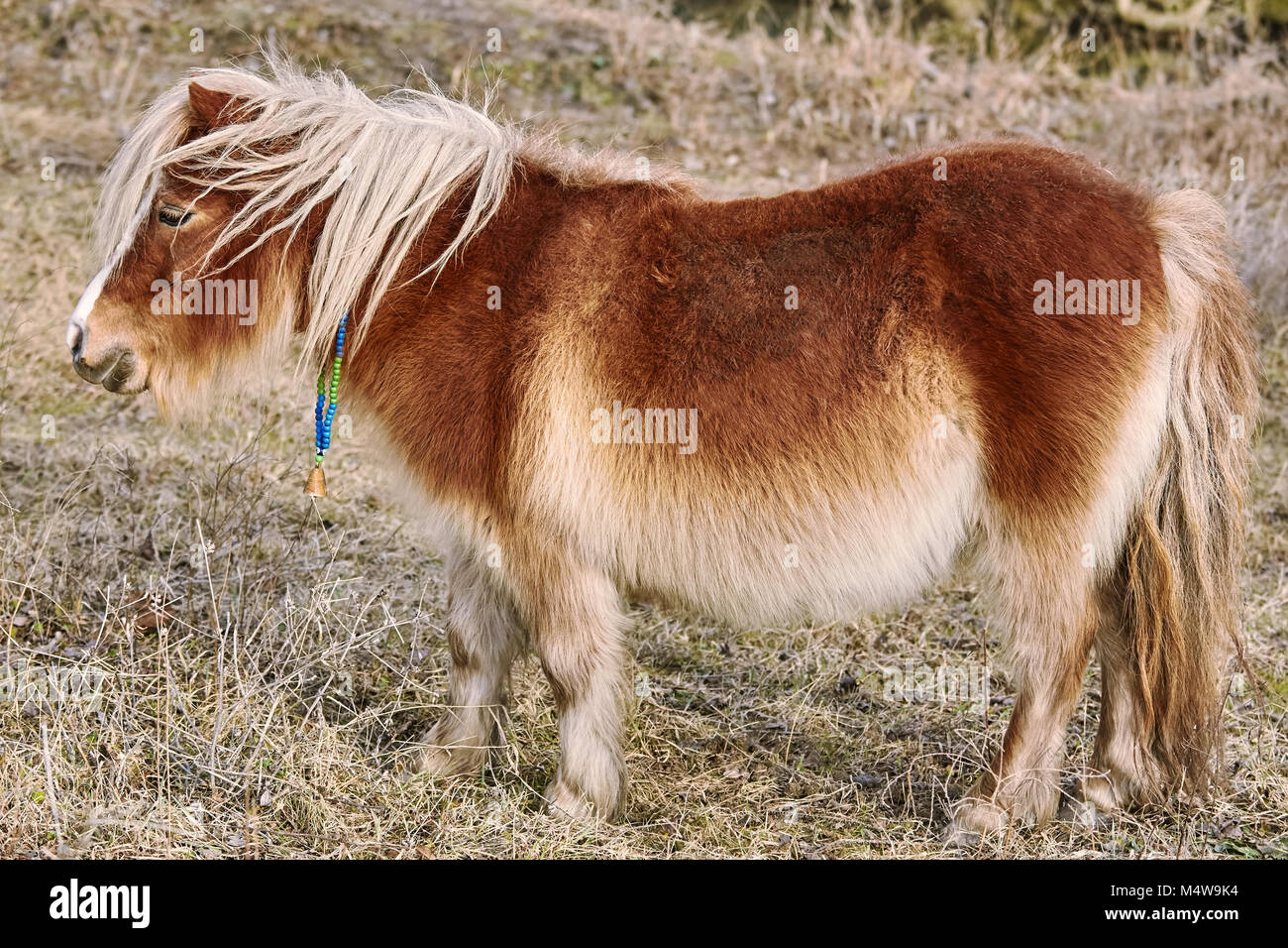 Little Brown Pony Stock Photo - Alamy