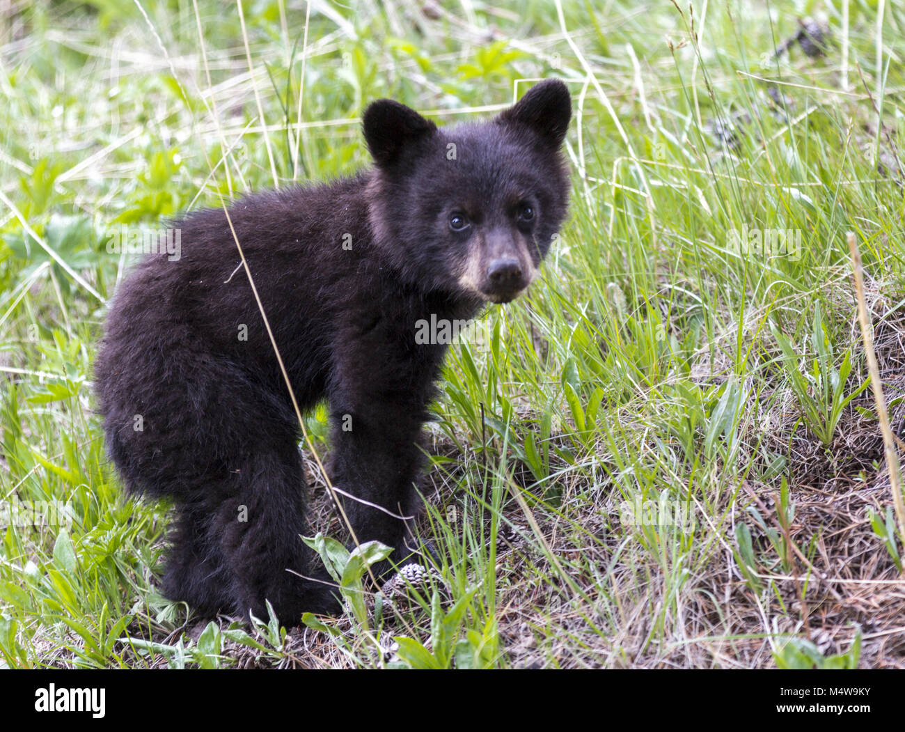 Black bear cub in hi-res stock photography and images - Alamy