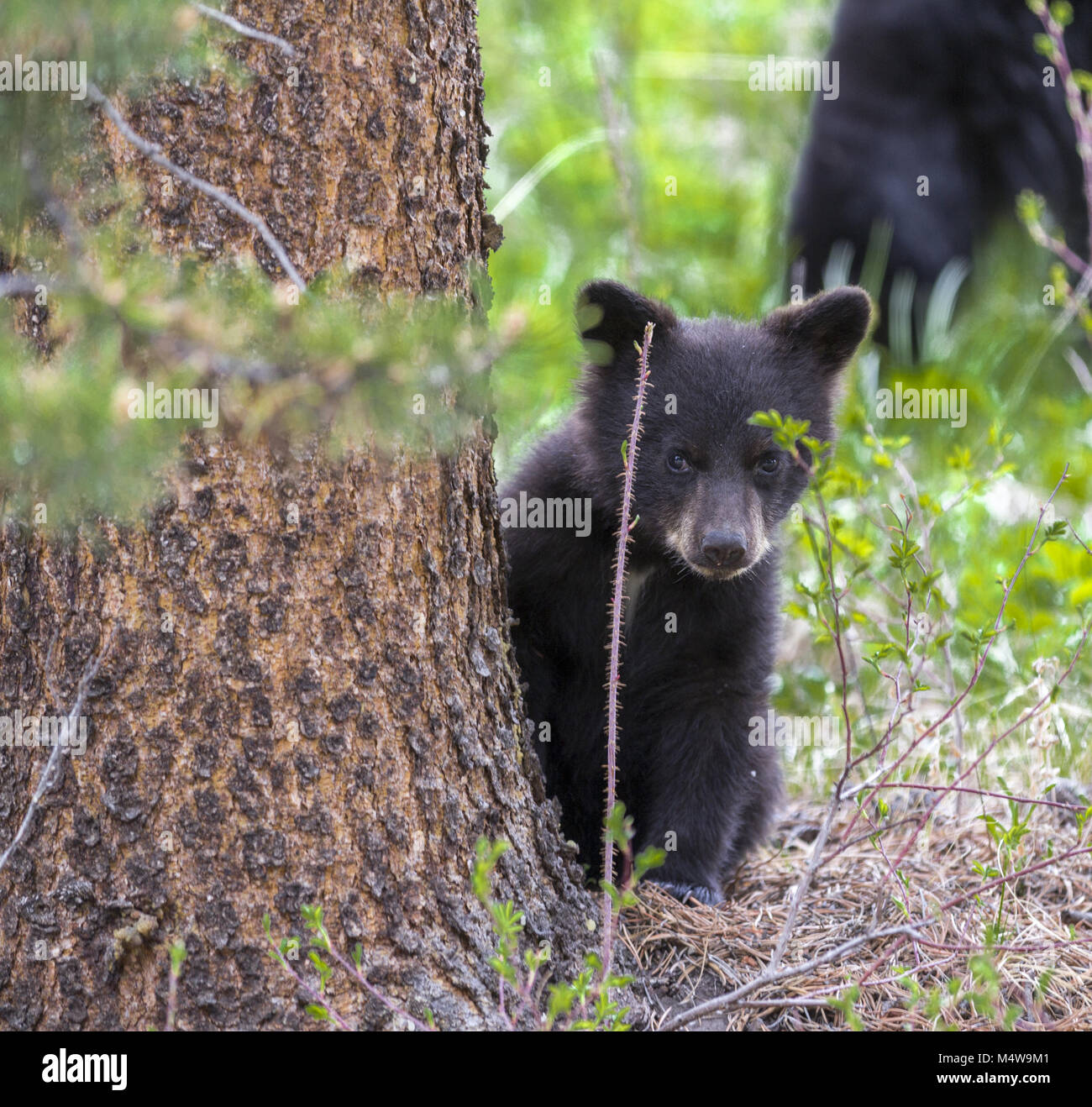 Black forest bear hi-res stock photography and images - Alamy