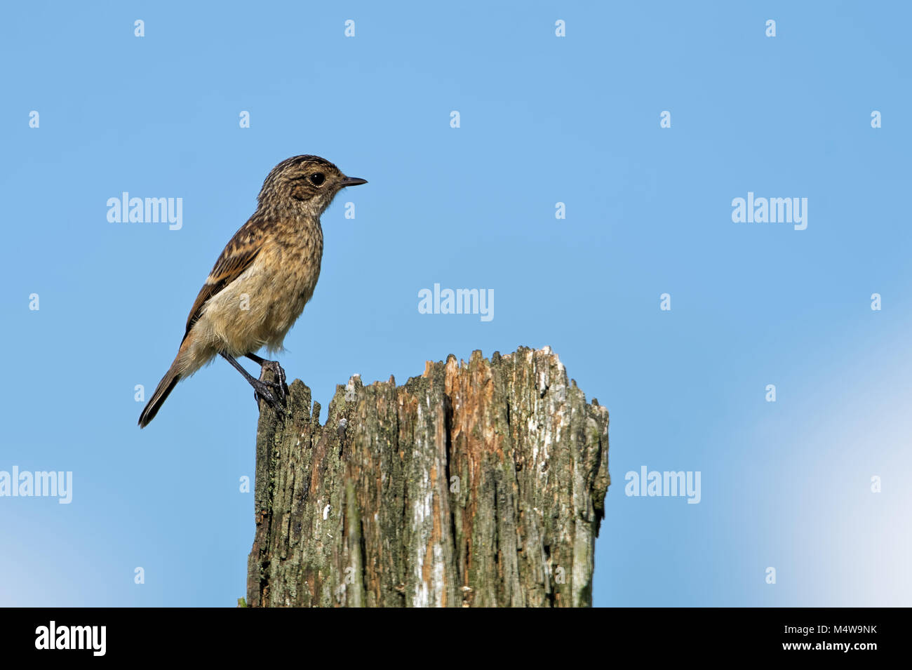 Young stonechat hi-res stock photography and images - Alamy