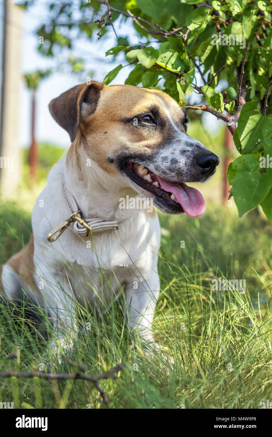 Red dog playing on the summer garden Stock Photo - Alamy