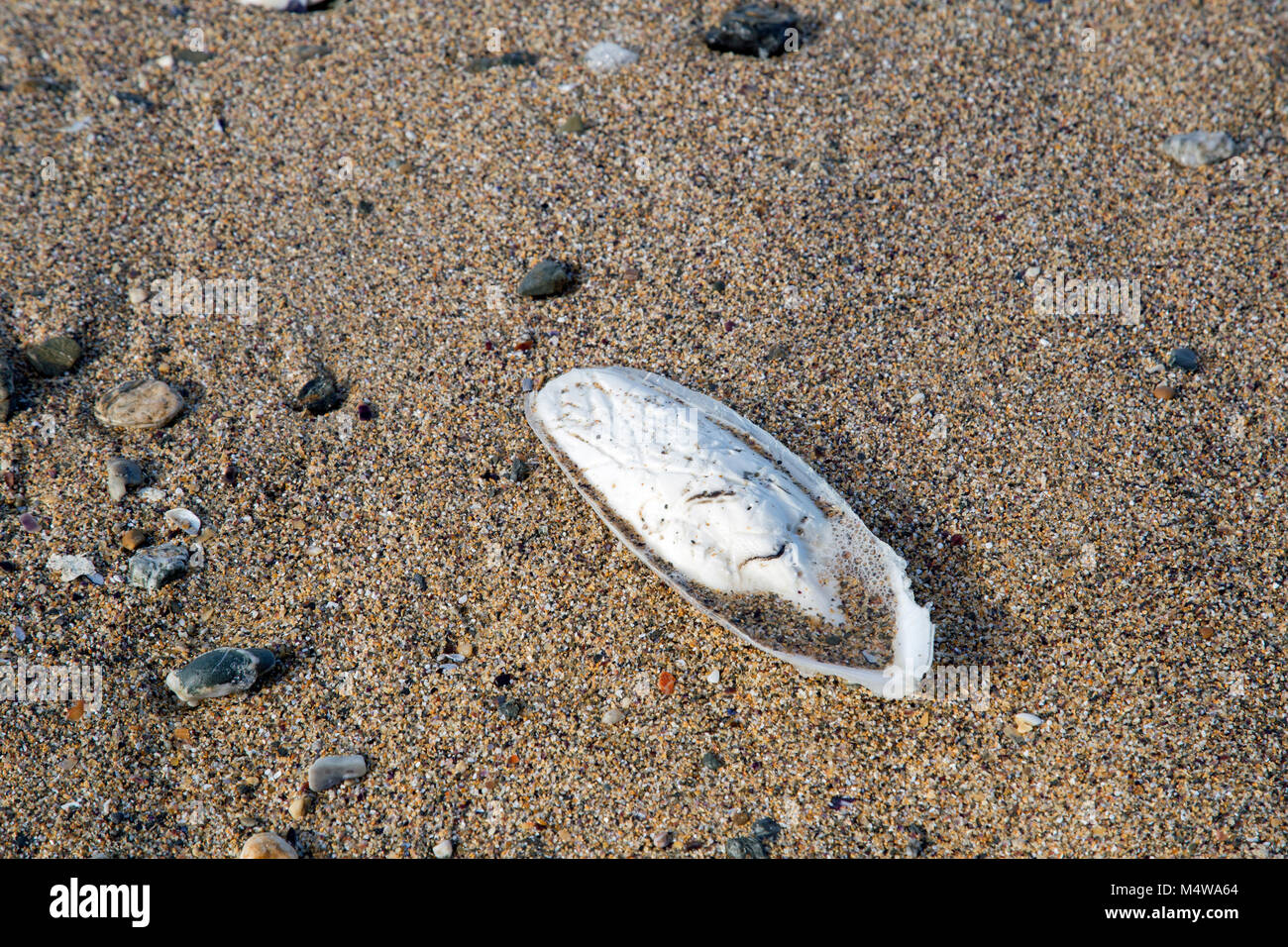 Cuttlefish bone hi-res stock photography and images - Alamy