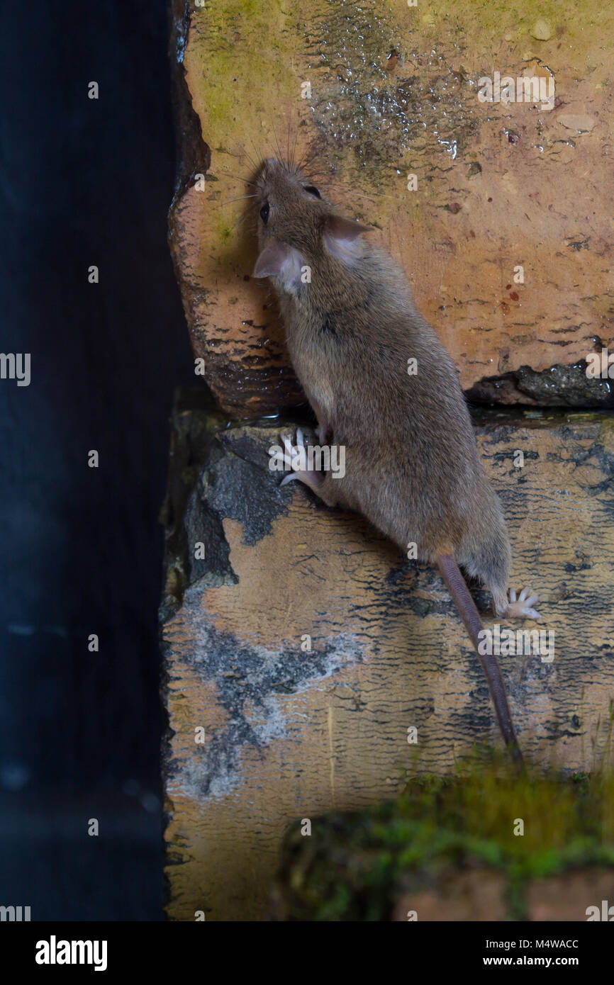 Mouse mus musculus Stock Photo - Alamy