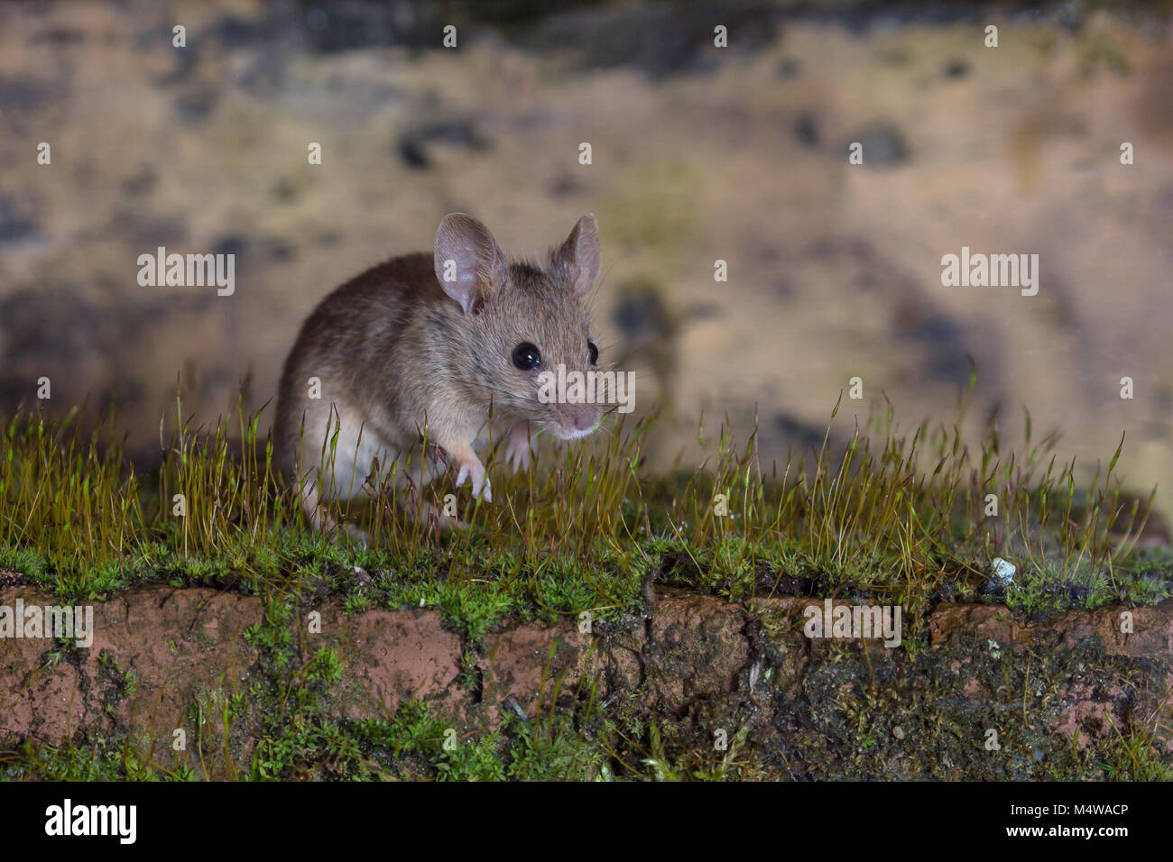 Mouse mus musculus Stock Photo - Alamy